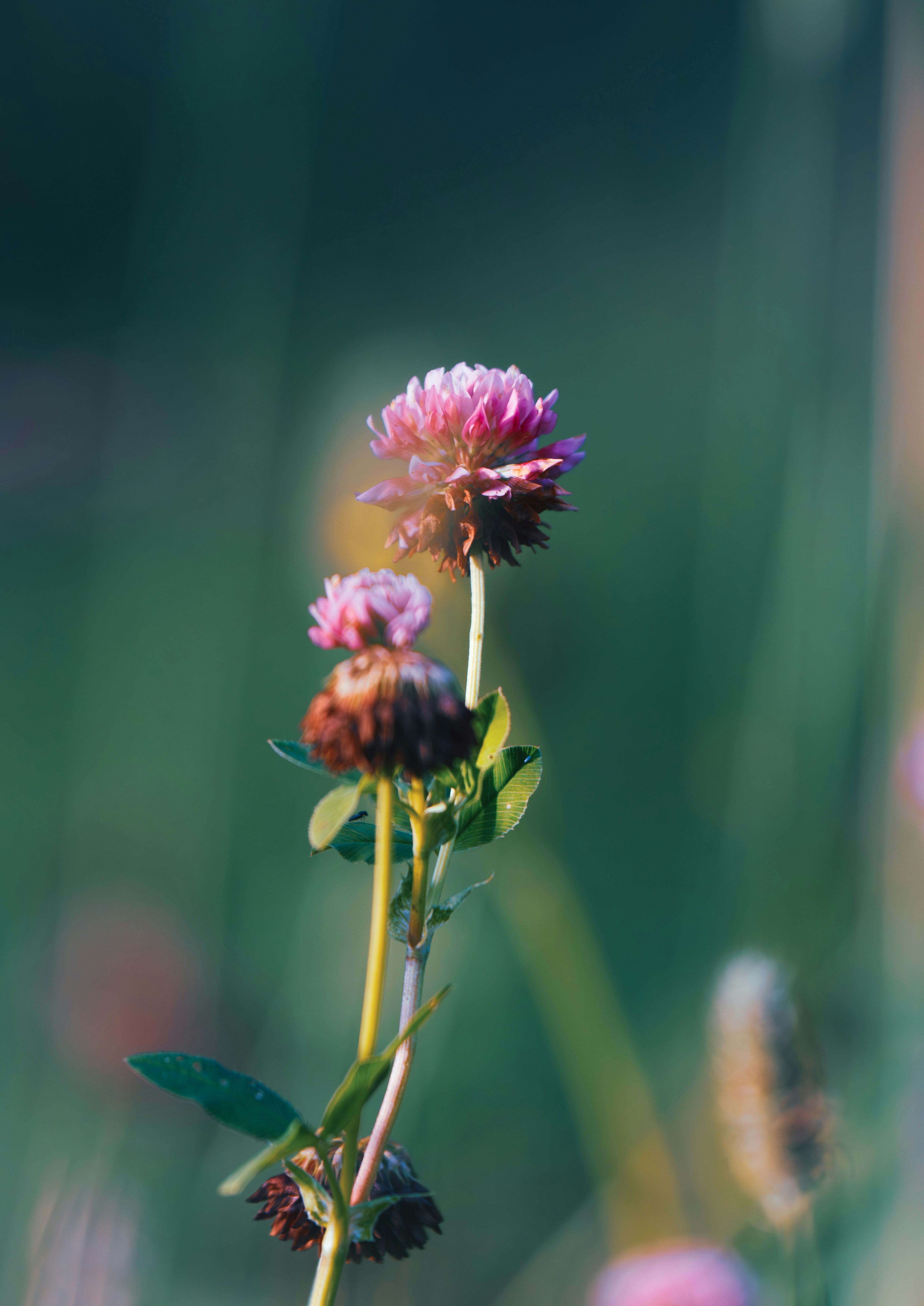 Rose in Soft Focus: A Delicate Portrait of Bloom Against a Velvet Green Field