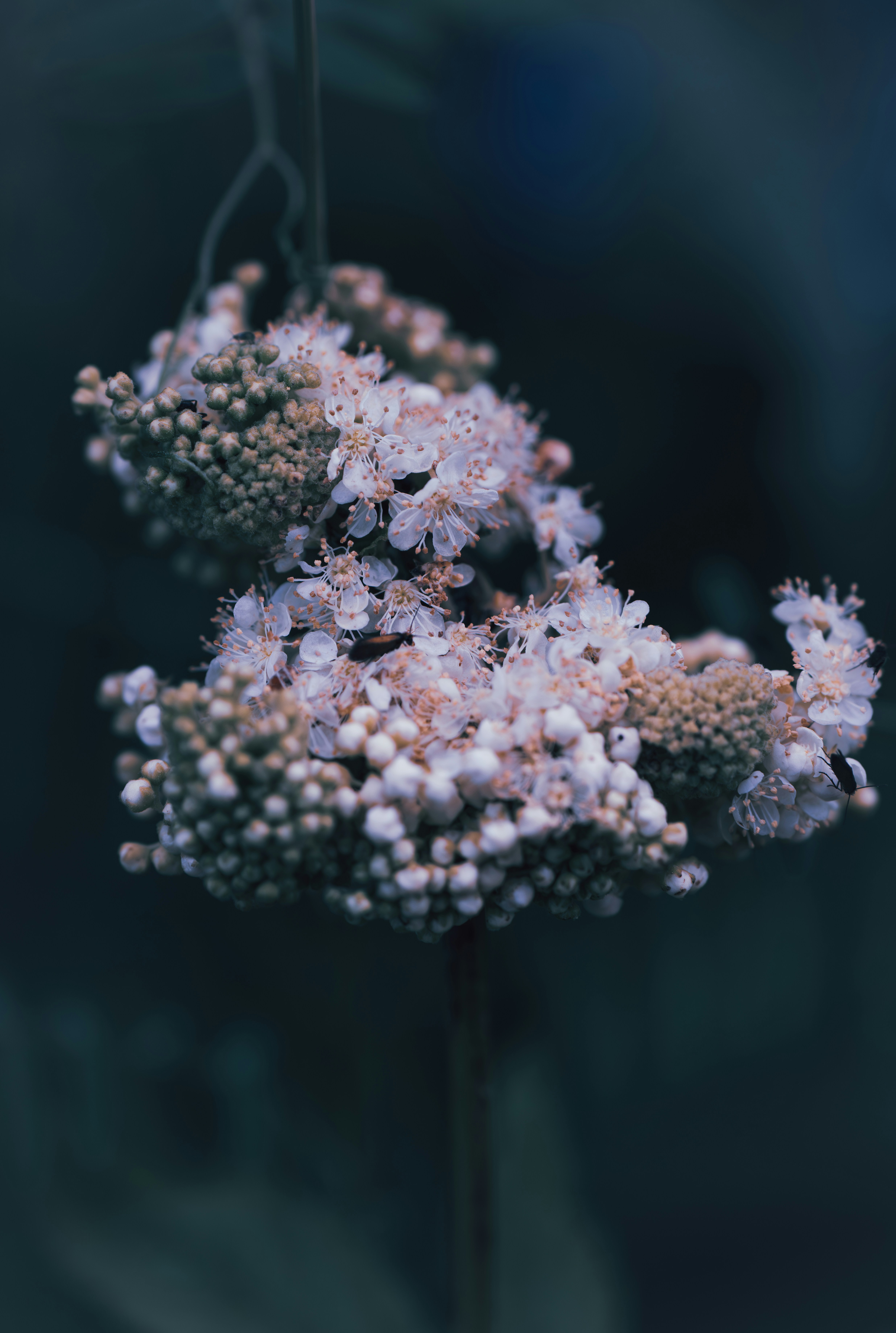 Soft Hydrangea Cascade in Twilight Haze