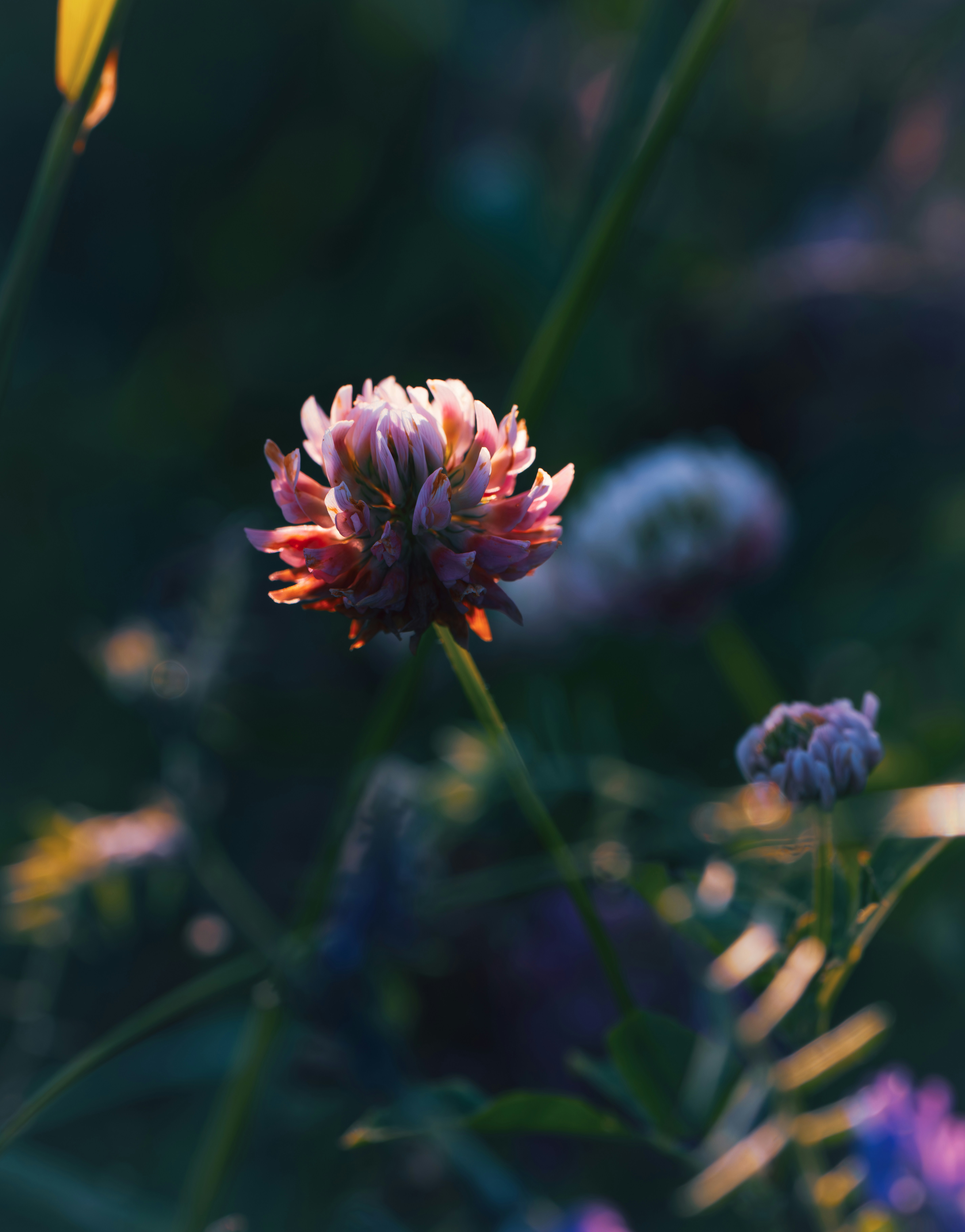 Soft Twilight Bloom: Center Petal Spotlight