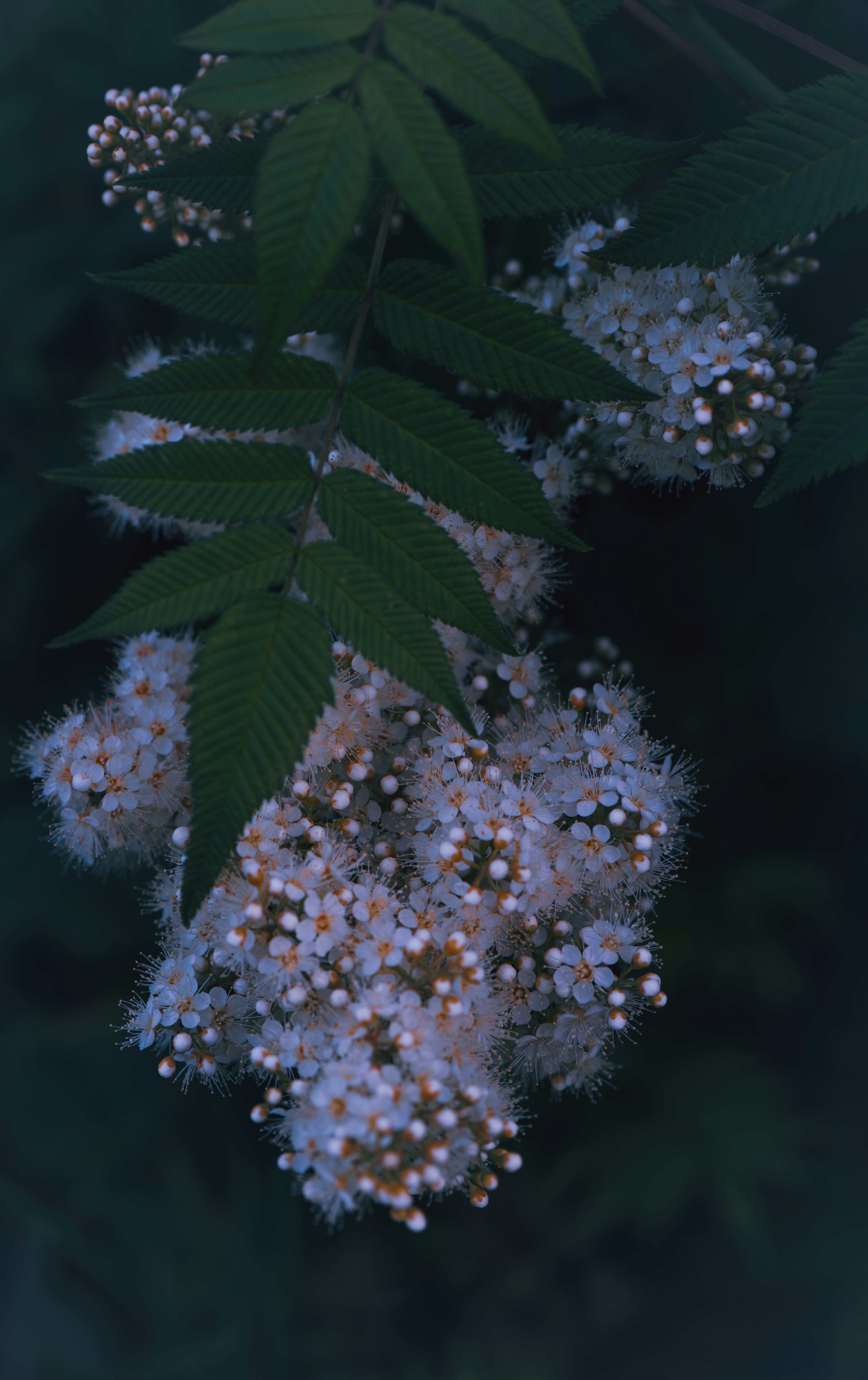 Moonlit Snowflower Cluster: Delicate Blooms in Dusky Light