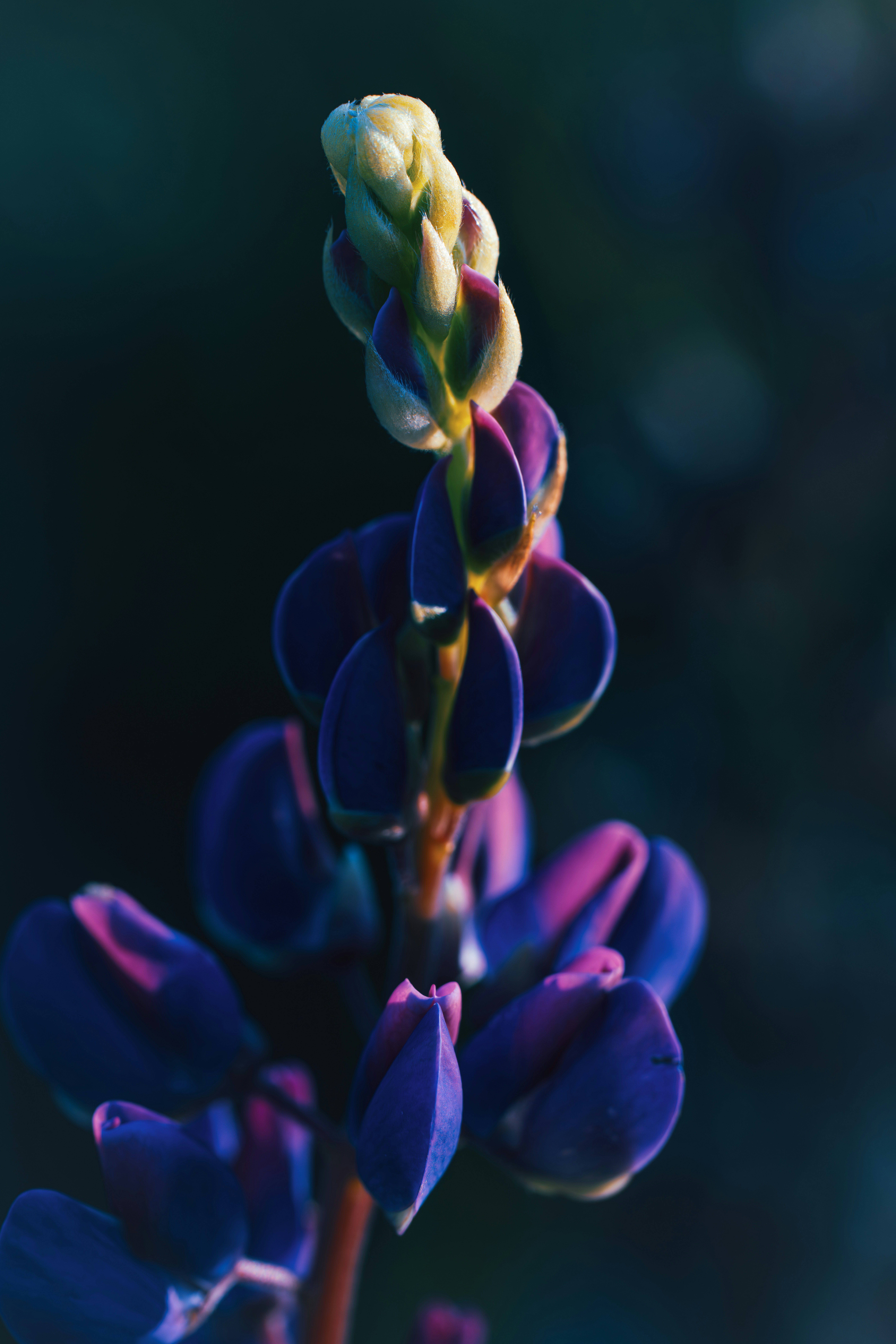 Emerald-tinted Lupine Buds Versus Deep Evening Blur