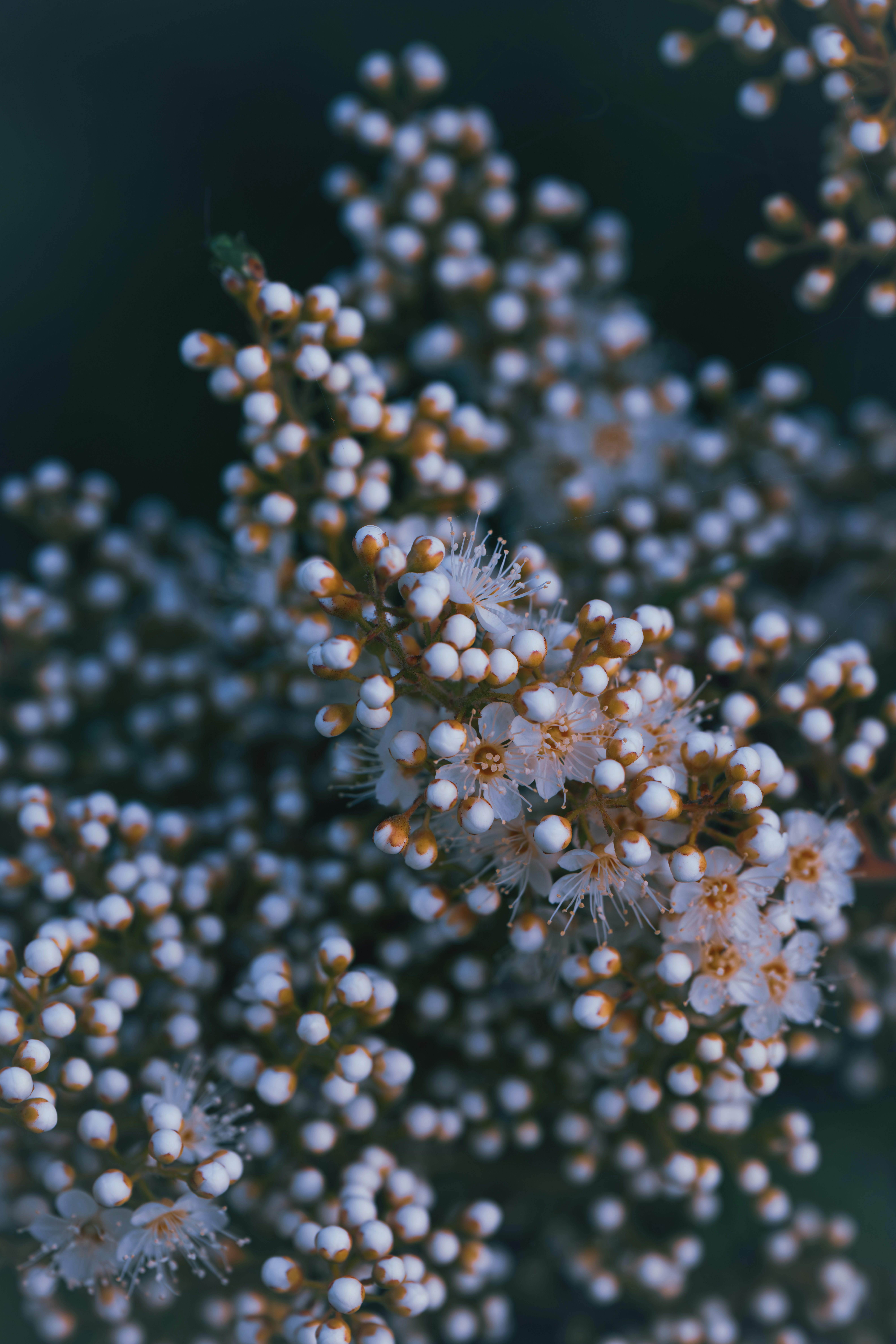 Soft Bloom: Delicate Umbels in Sharp Focus