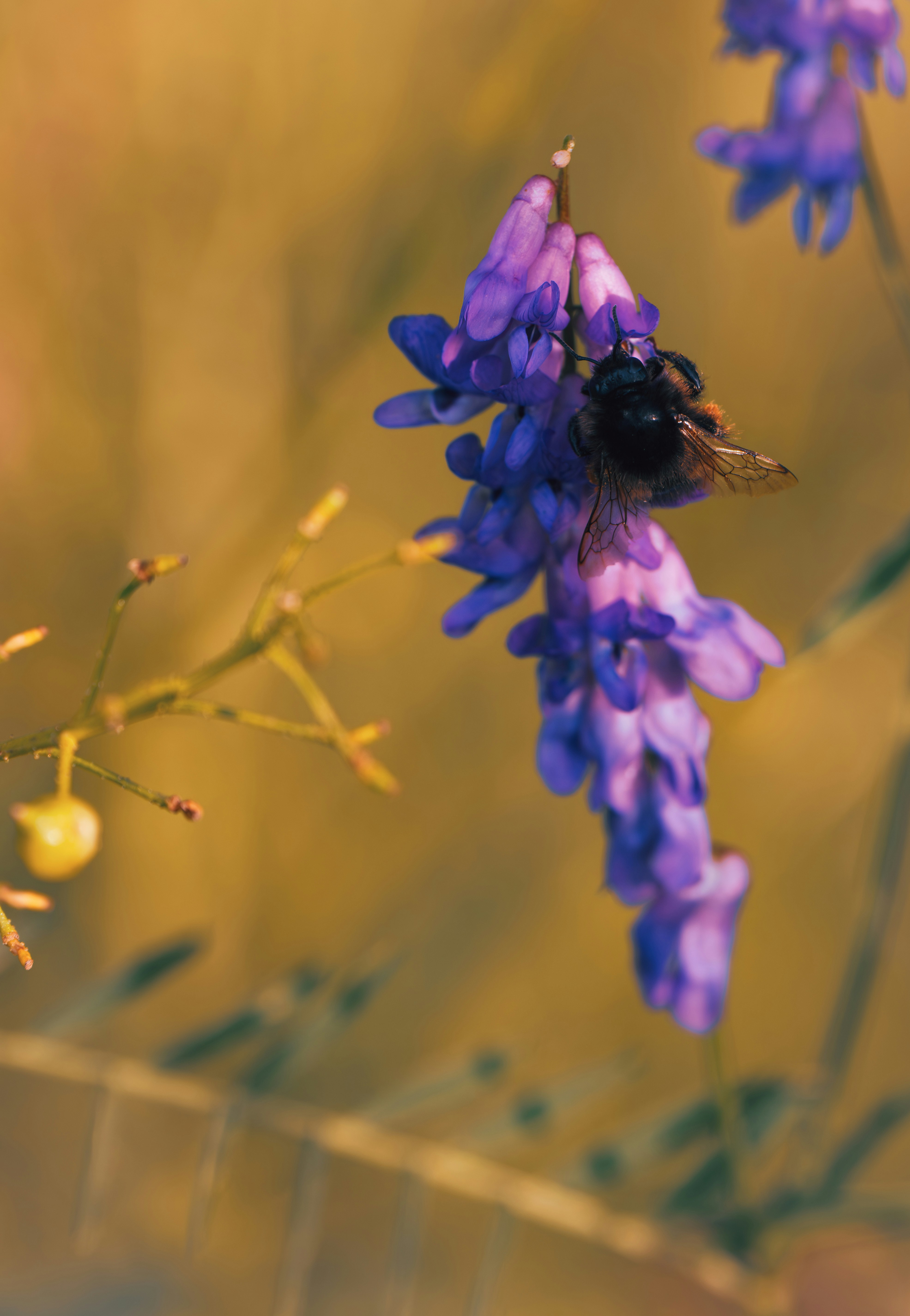 Bumblebee on Violet Spike at Golden Hour