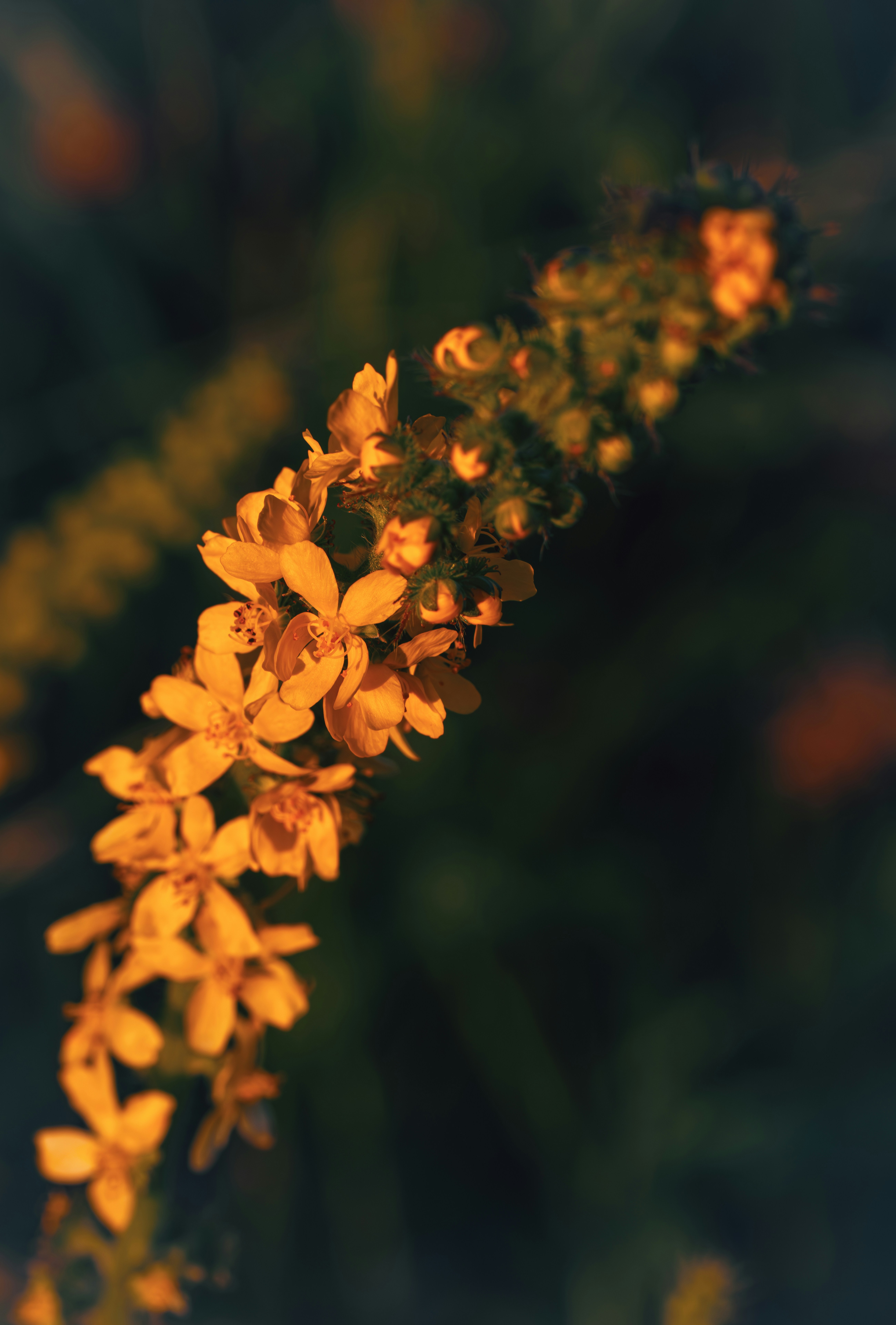 Golden Cascade: A Close-Up of Amber Florals Illuminated by Autumn Light