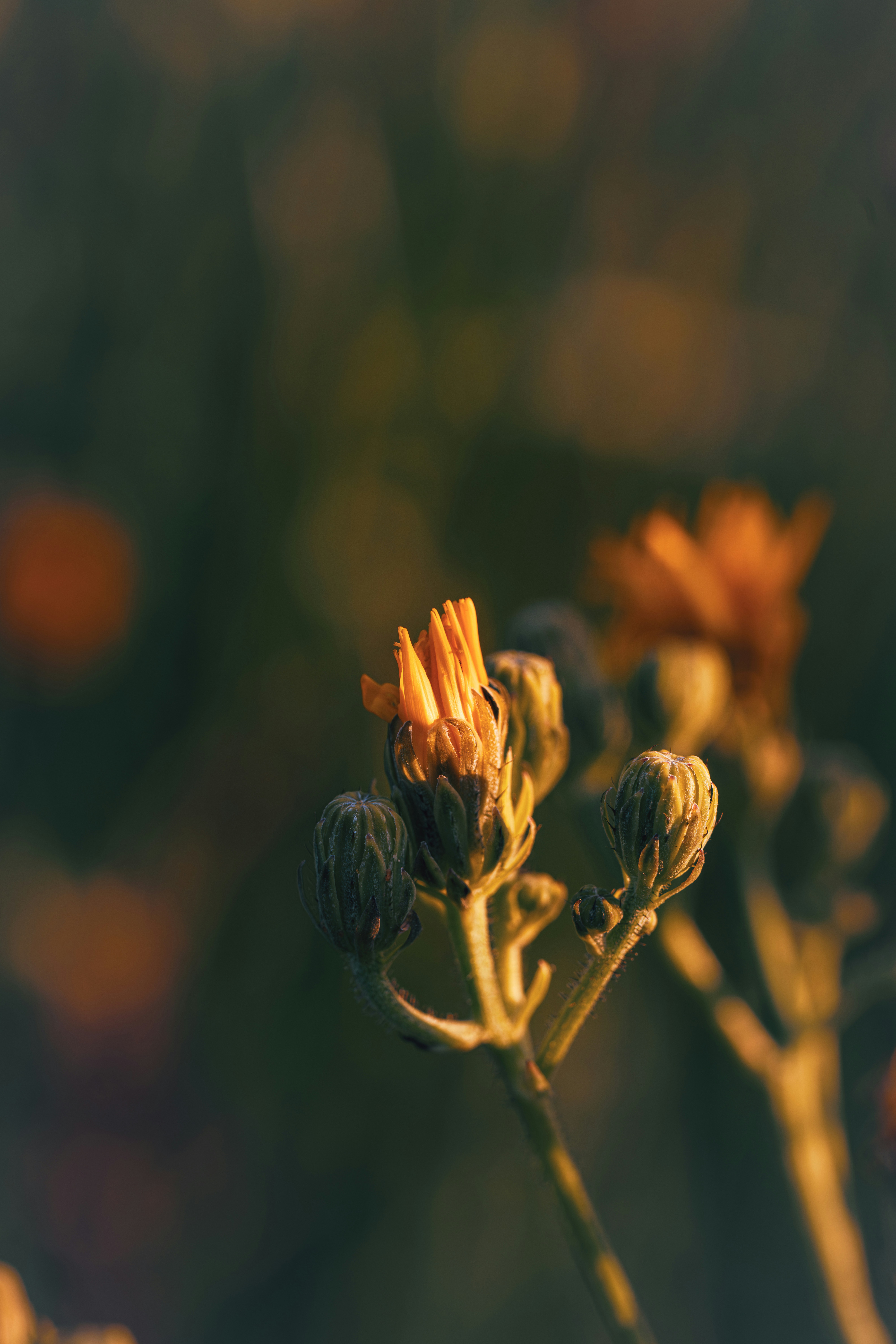 Amber Bloom Emergence in Evening Haze