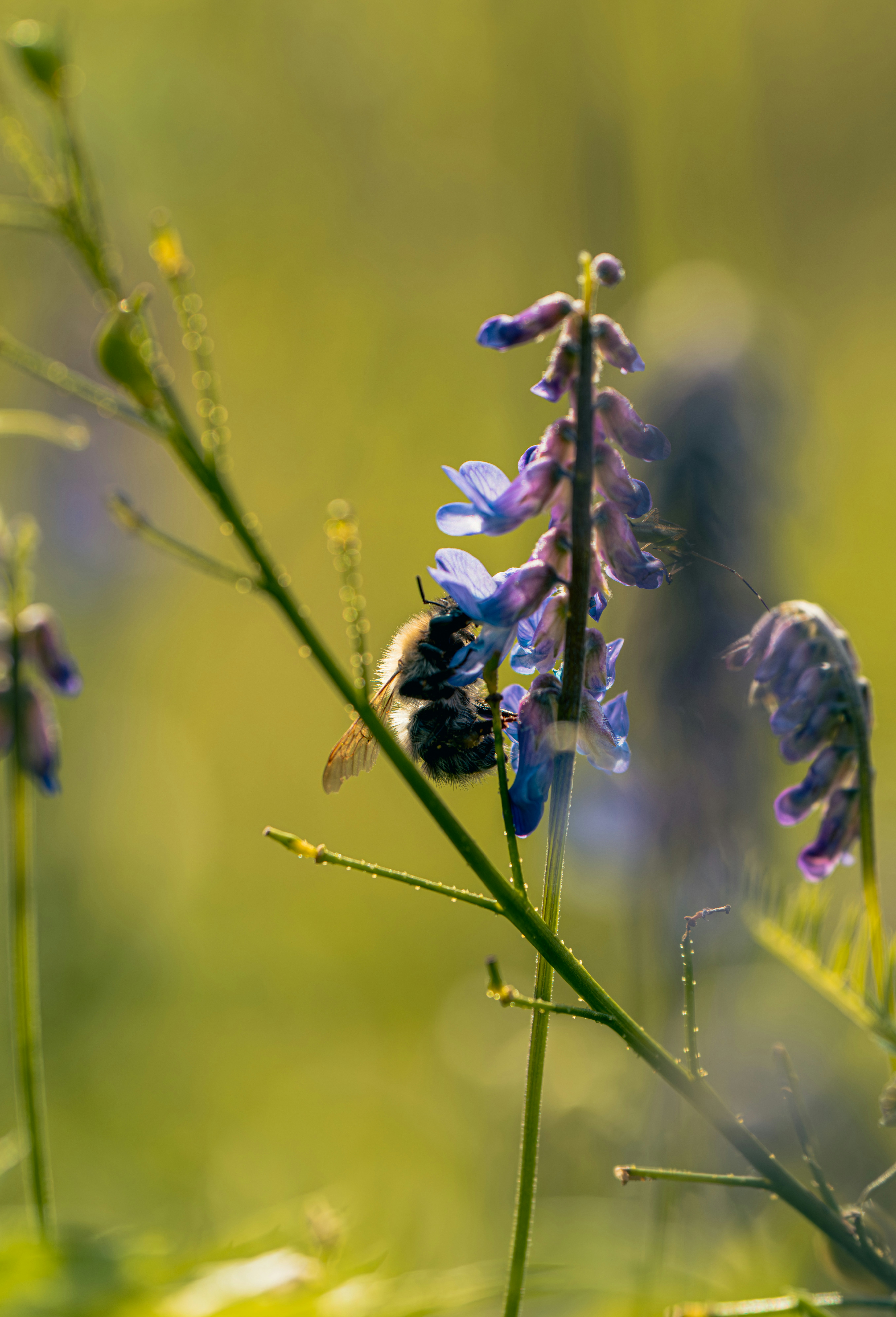 Bee at the Blue Lupine: a close-up in soft golden light