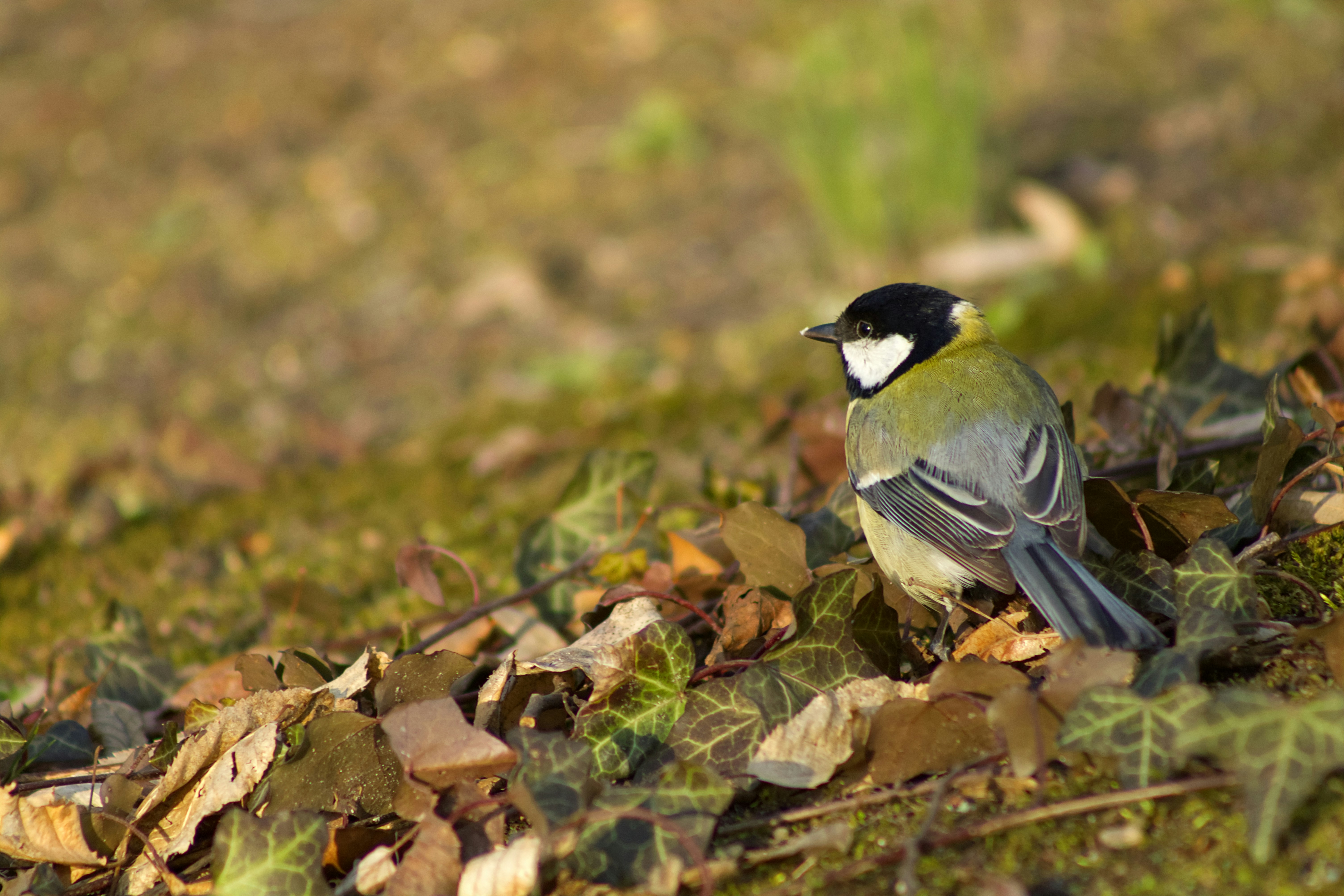 A Small Songbird Among Autumn Ivy