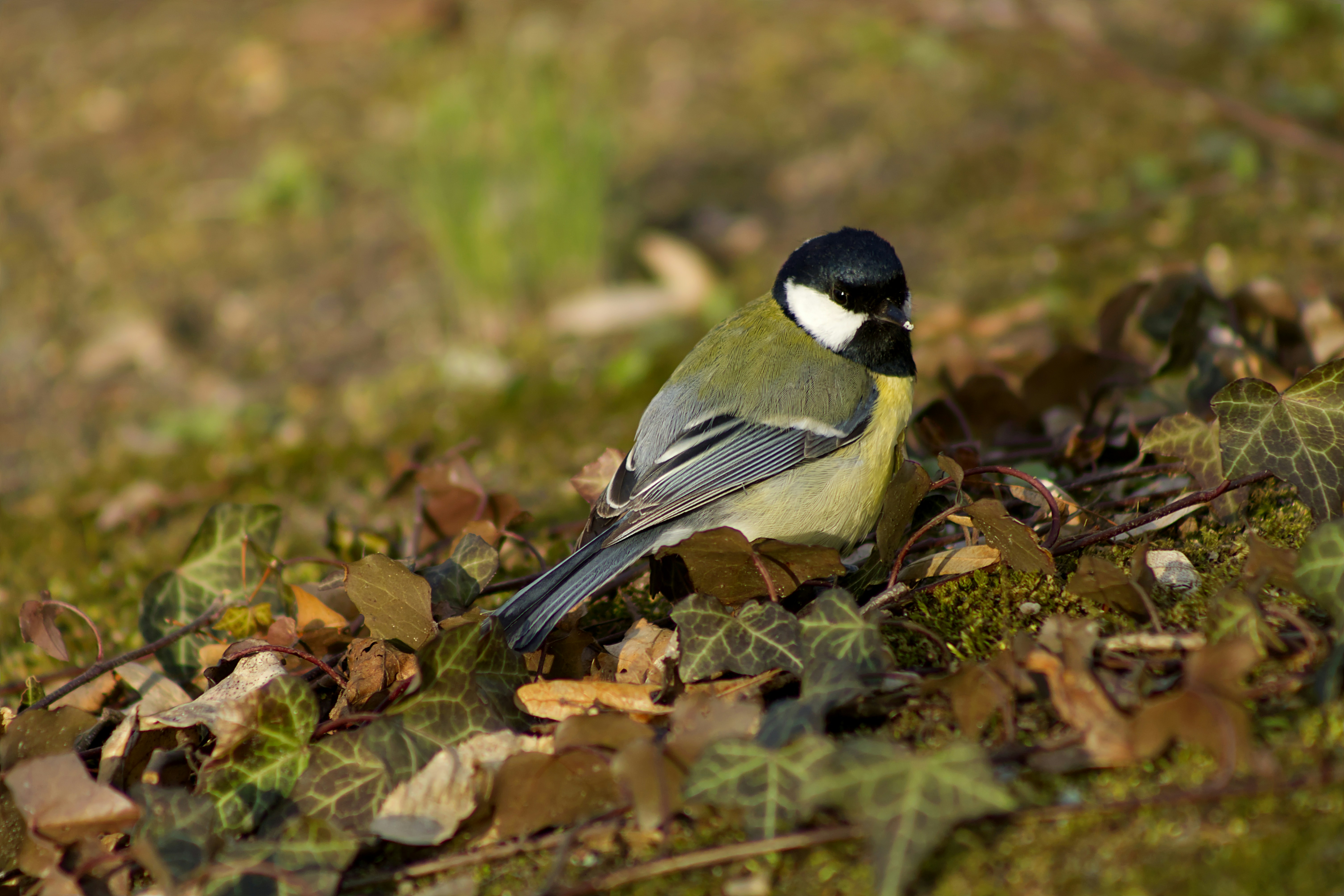 Small songbird perched among fallen leaves and ivy on the forest floor, its bright yellow underparts and dark head creating contrast against the muted greens and browns. A natural wildlife habitat shot with shallow depth of field.