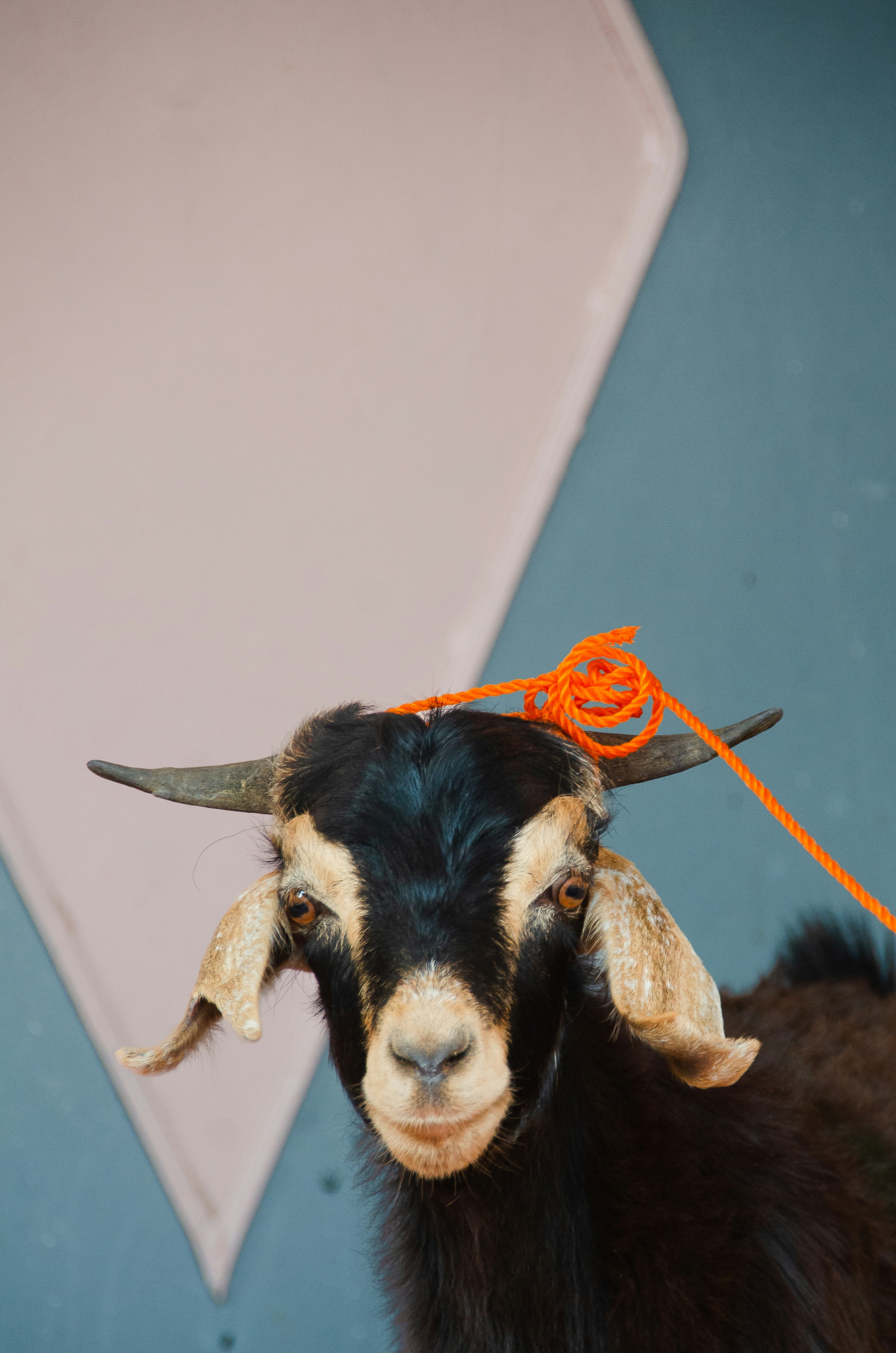 Goat with a Bright Orange Rope Tethered Against a Geometric Wall