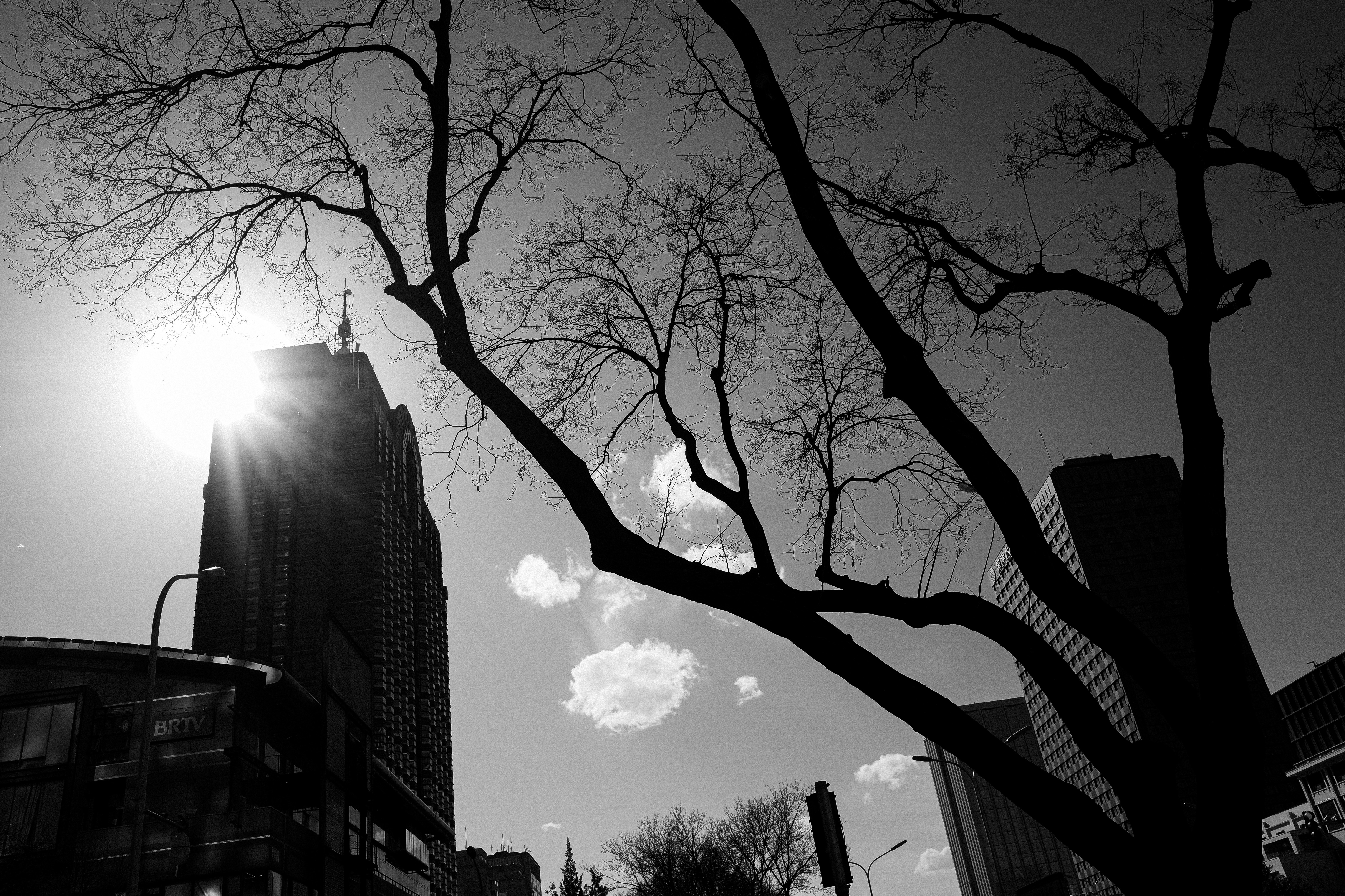 Sunburst Through Urban Canopy over Silent Skyline