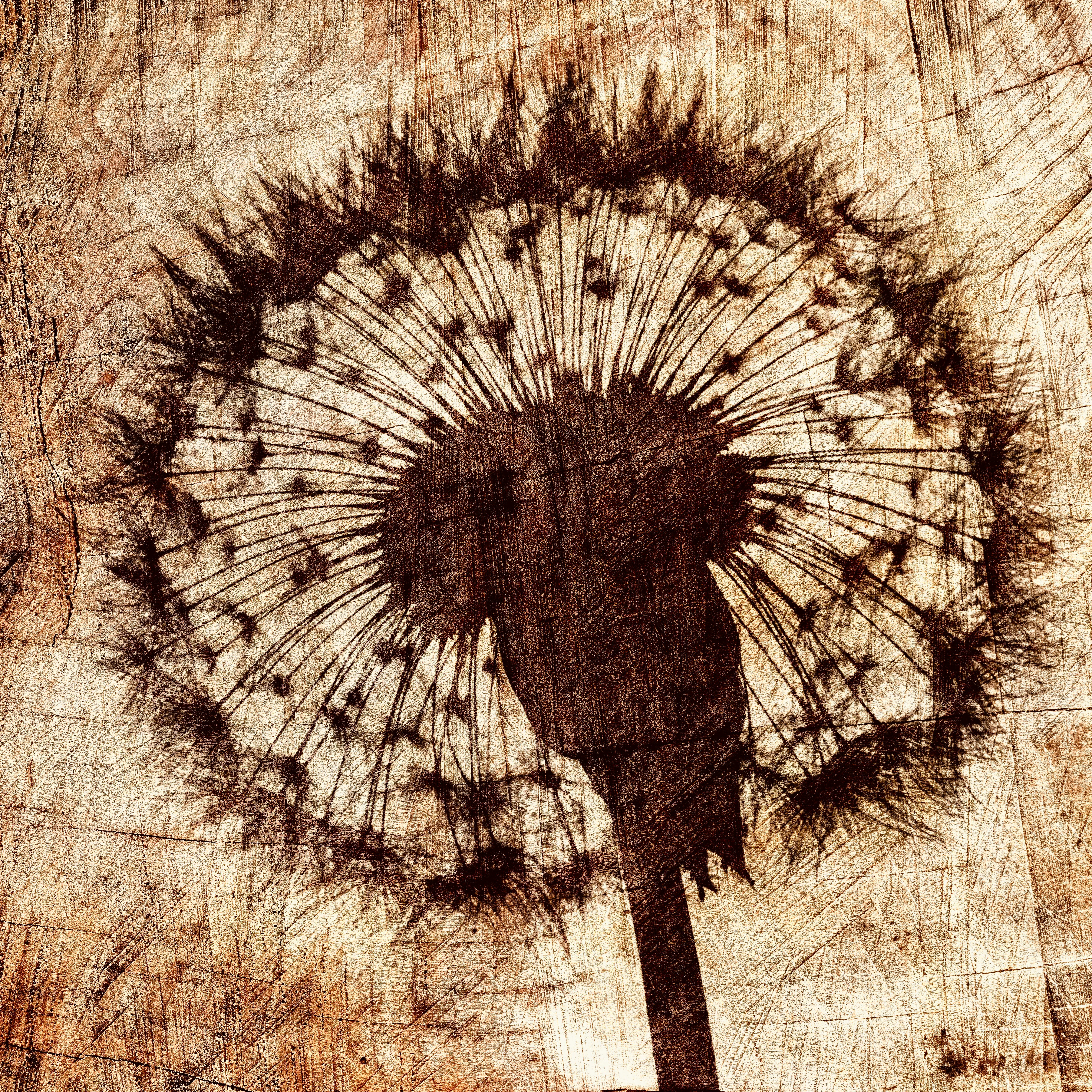 Seeded Echo: A Dandelion Bloom Imprinted on Wood Grain