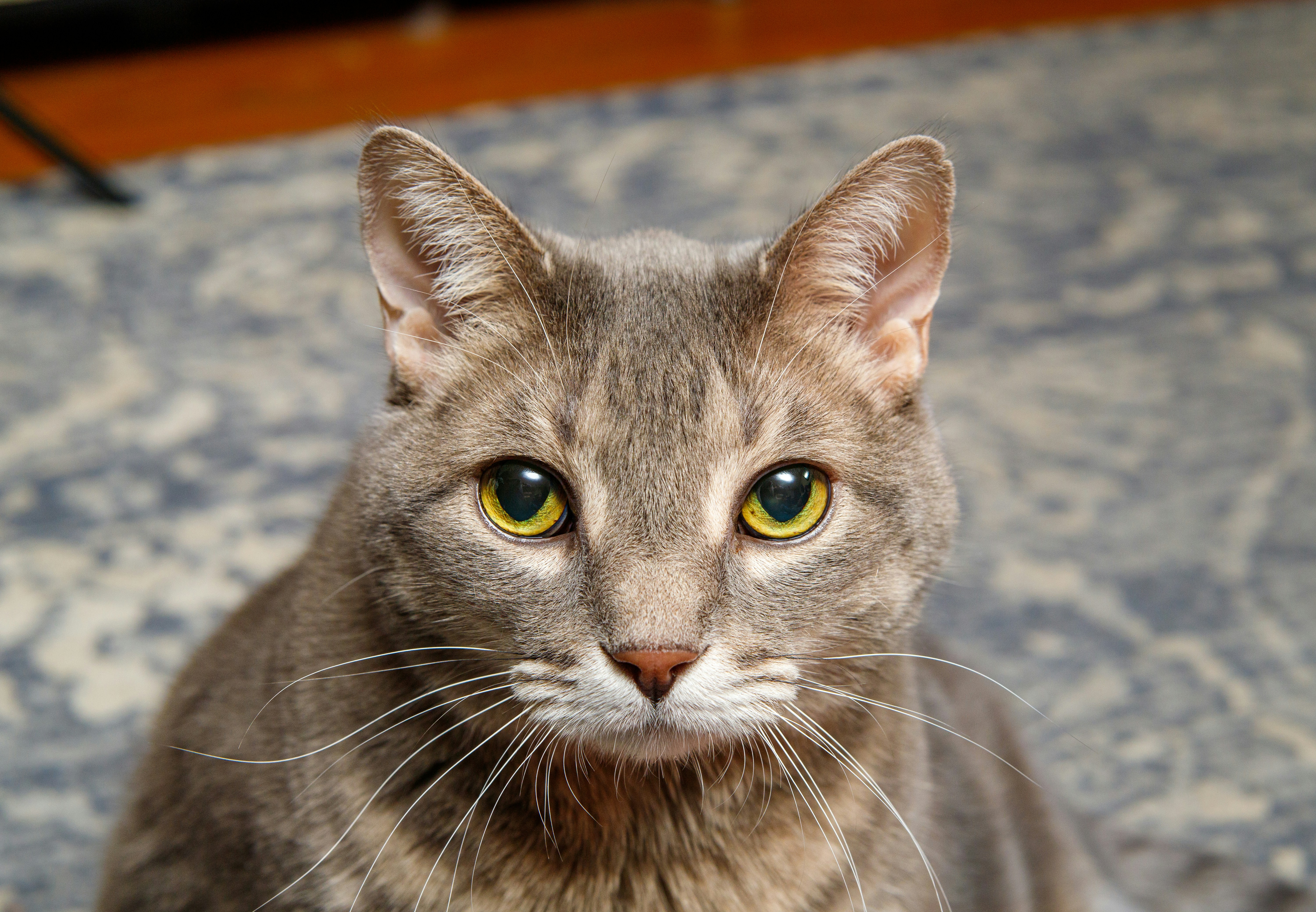 Close-Up Whisker Portrait: Focused Gaze of a Gray Cat