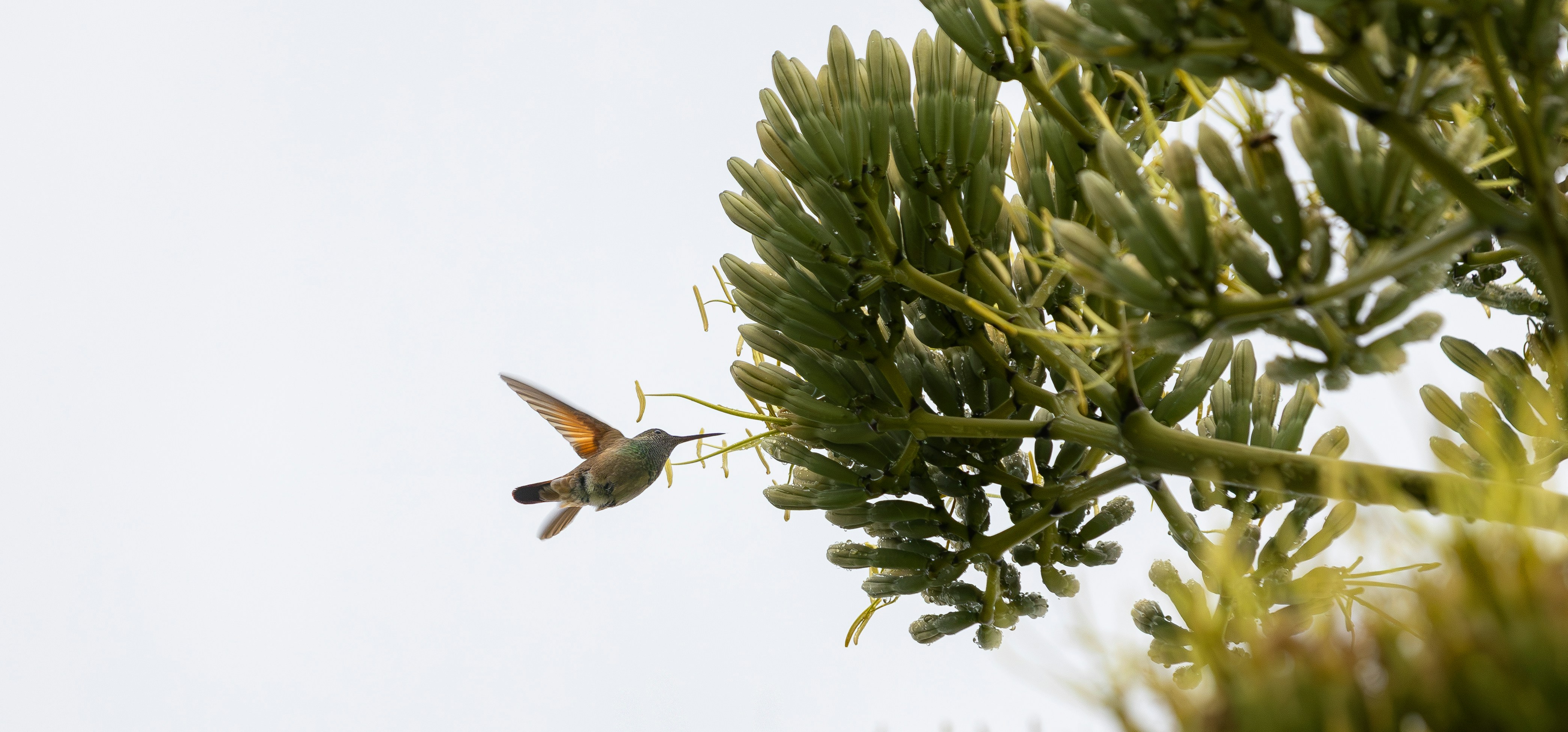Hummingbird in Free Flight Above Needle-like Foliage