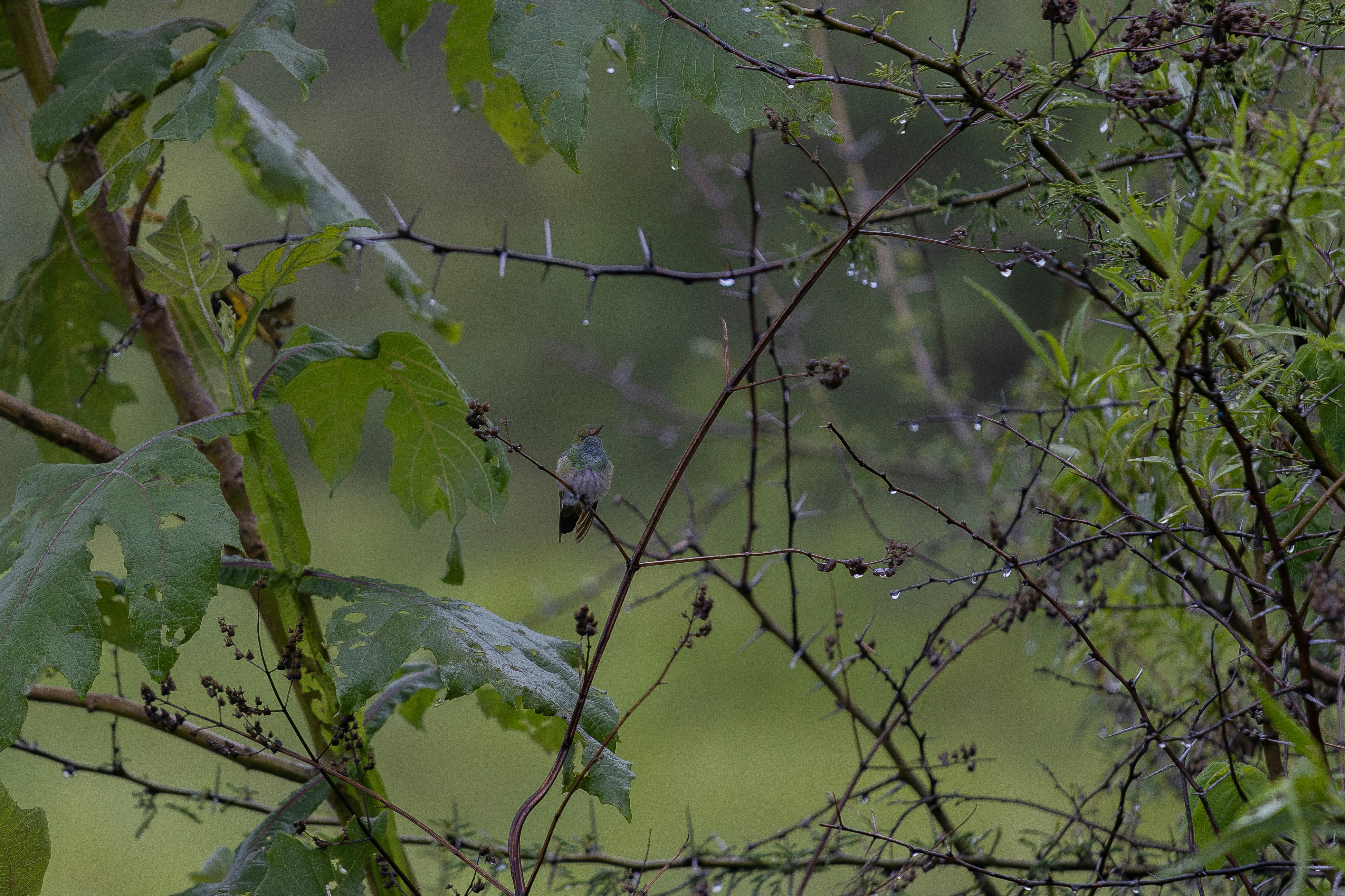 Hawklet Silence: A Small Bird Amid Thorny Vines