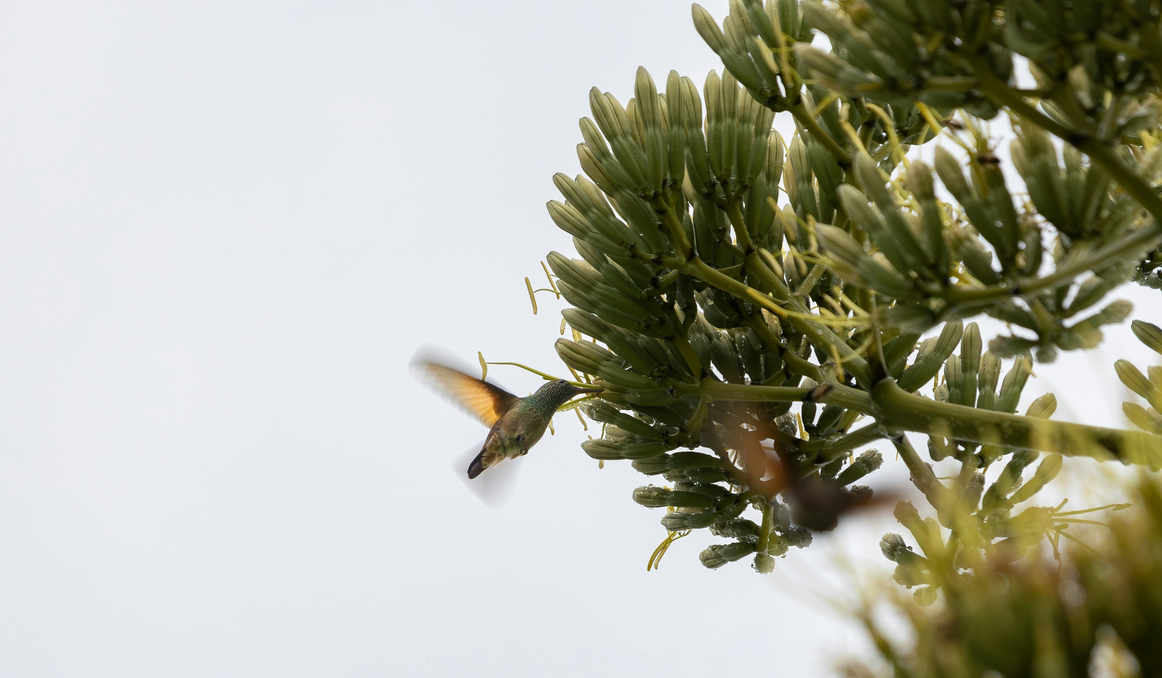 Hovering Hummingbird: A Fragile Pause Among Succulent Greens