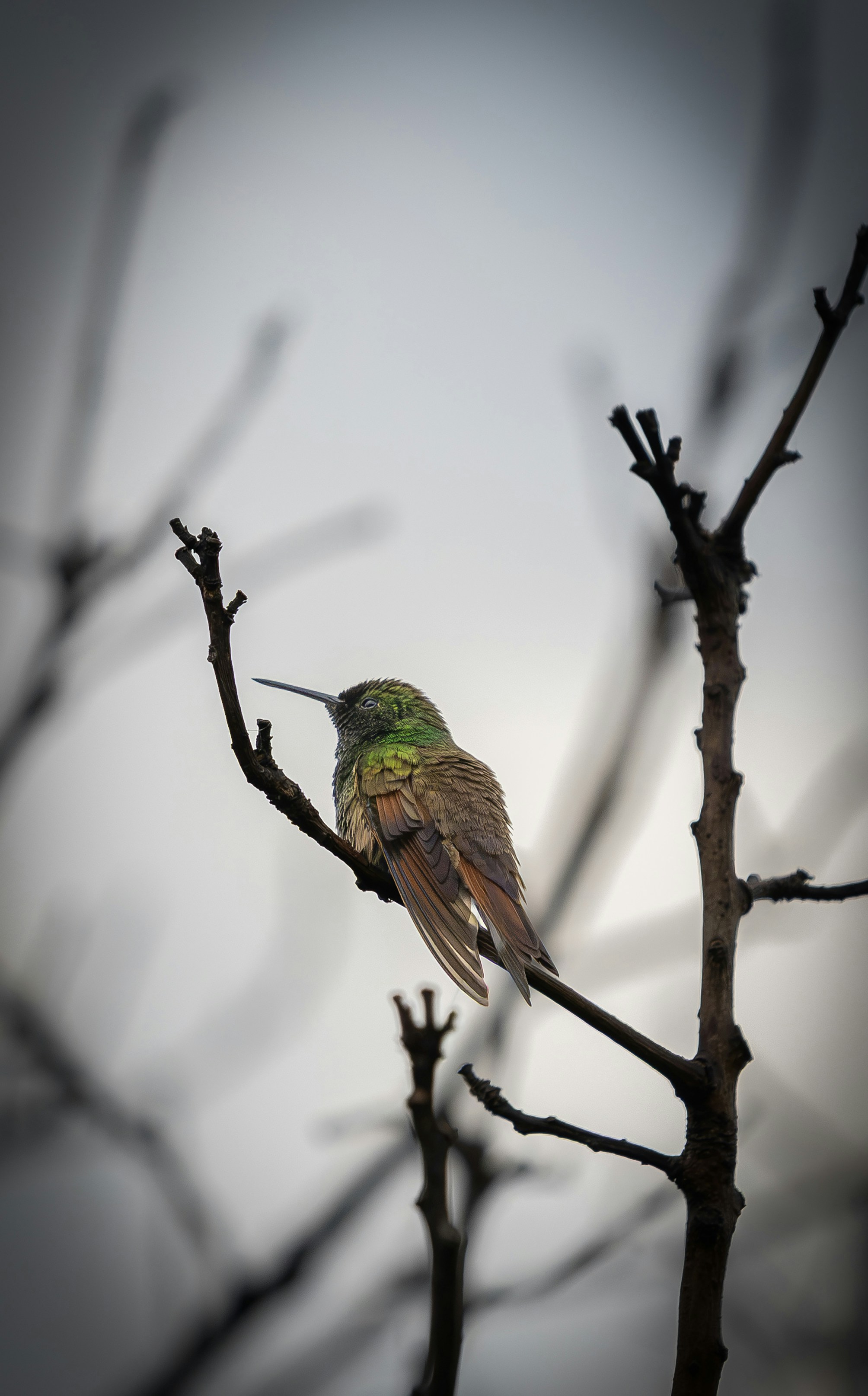 Verdant Perch: A Small Sunlit Hummingbird on Bare Branches