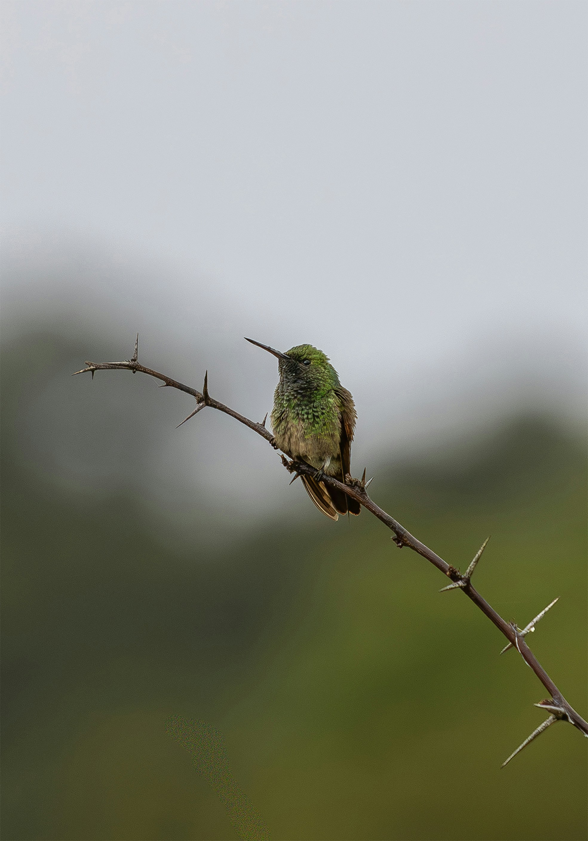 Hummingbird on a Thorned Arc