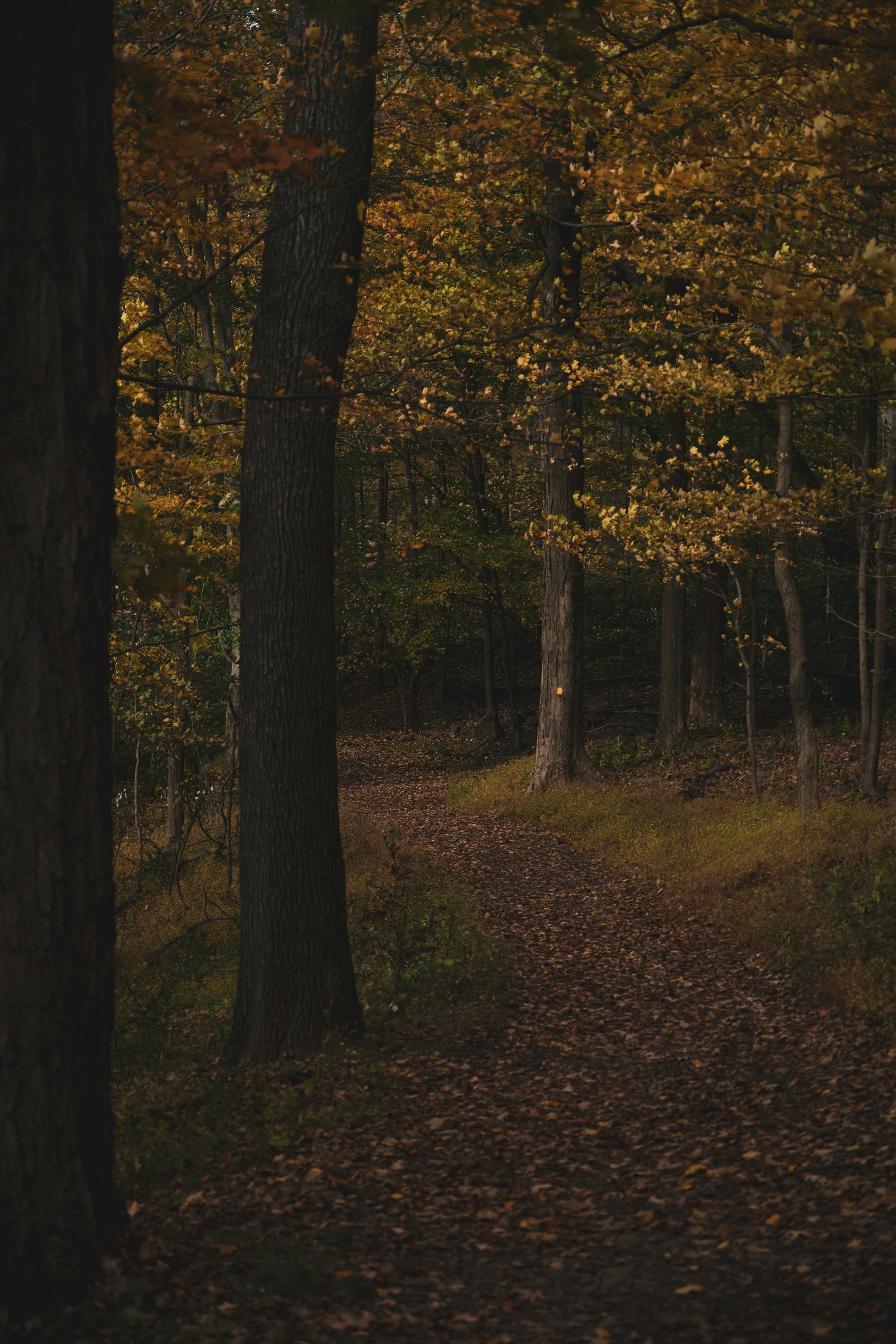 Autumnal Trail Through Dappled Forest Light
