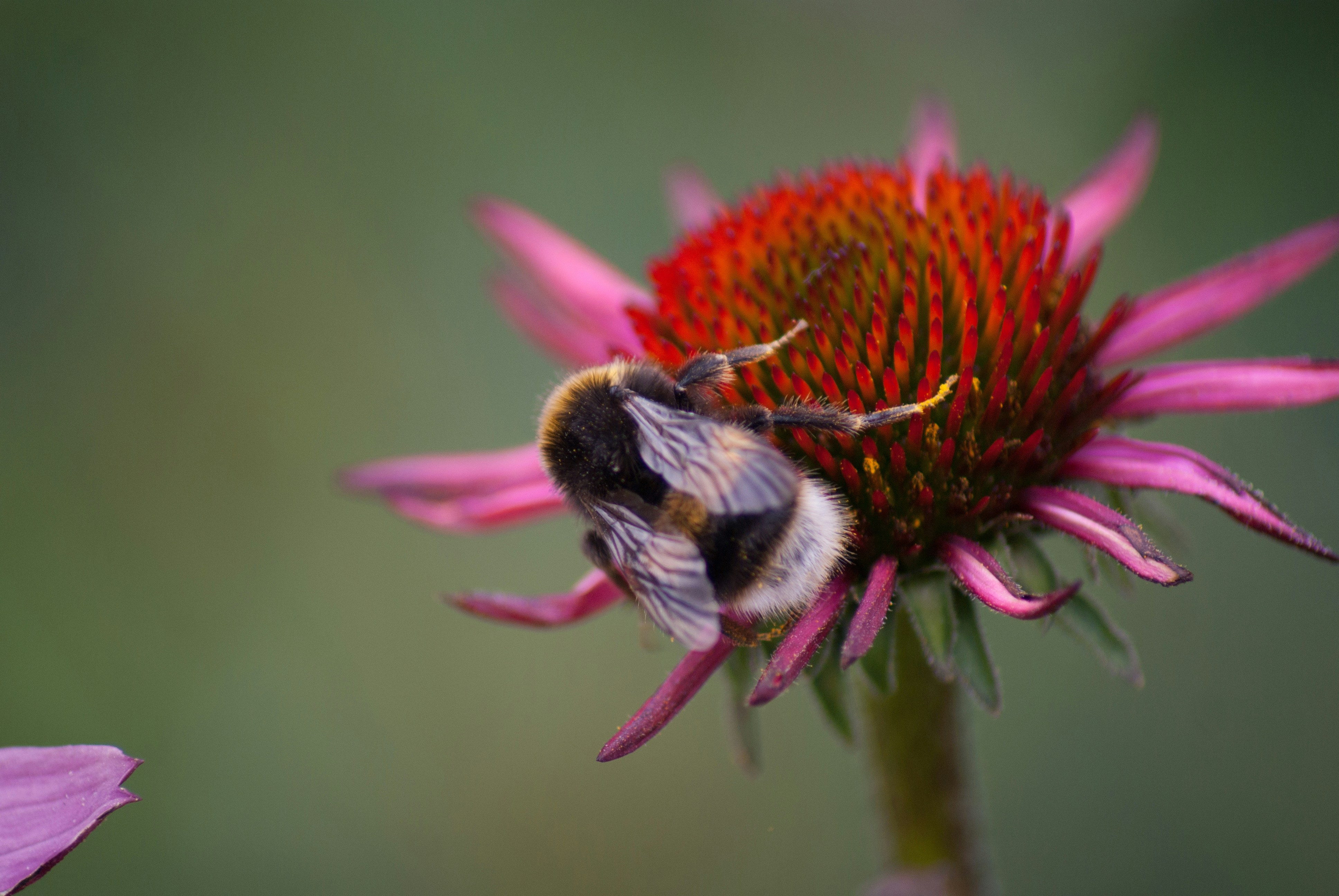 Buzzing on a Crimson Crown: A Bee’s Grasp on a Pink-Crowned Coneflower