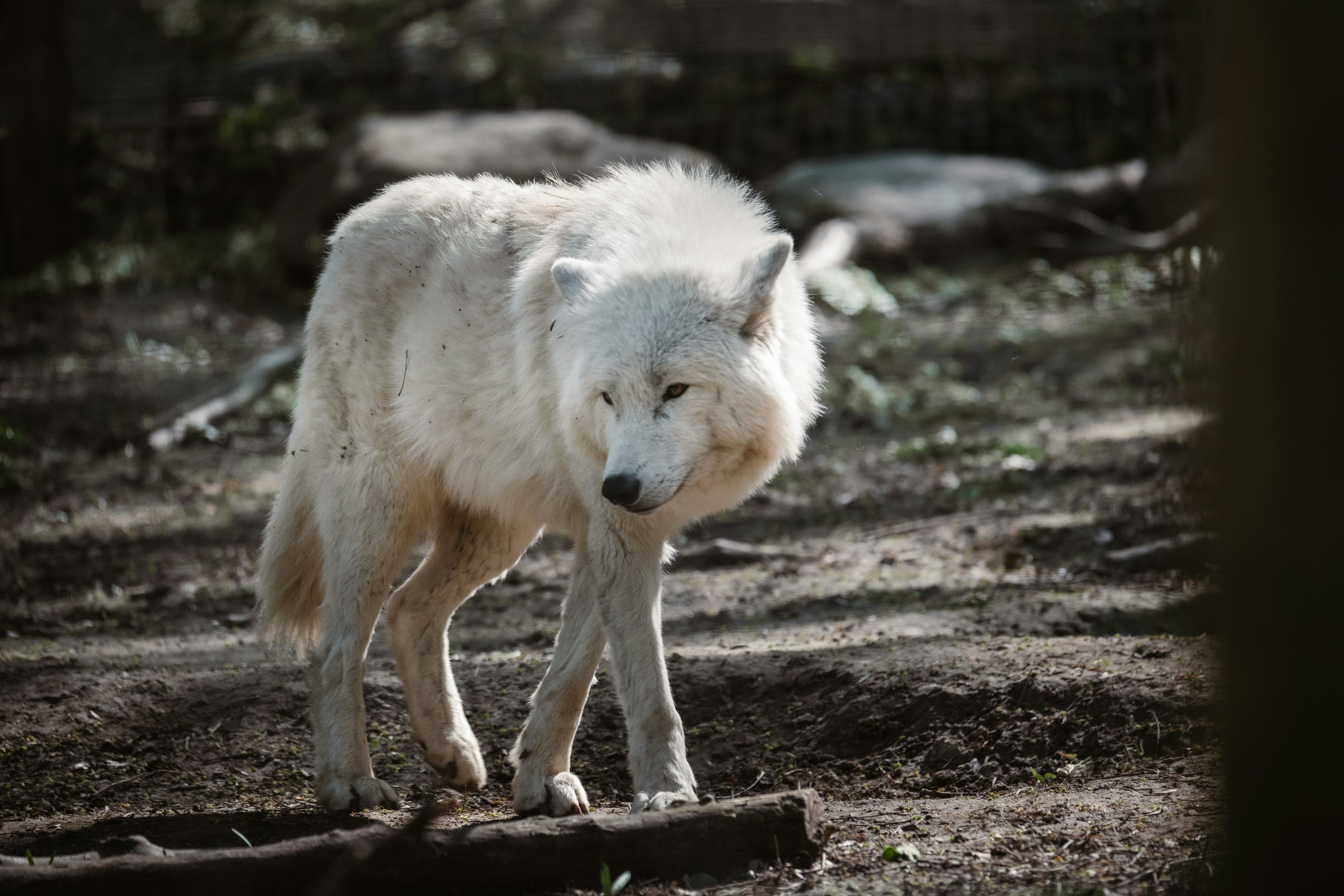 White Wolf Pausing at the Edge of the Clearing