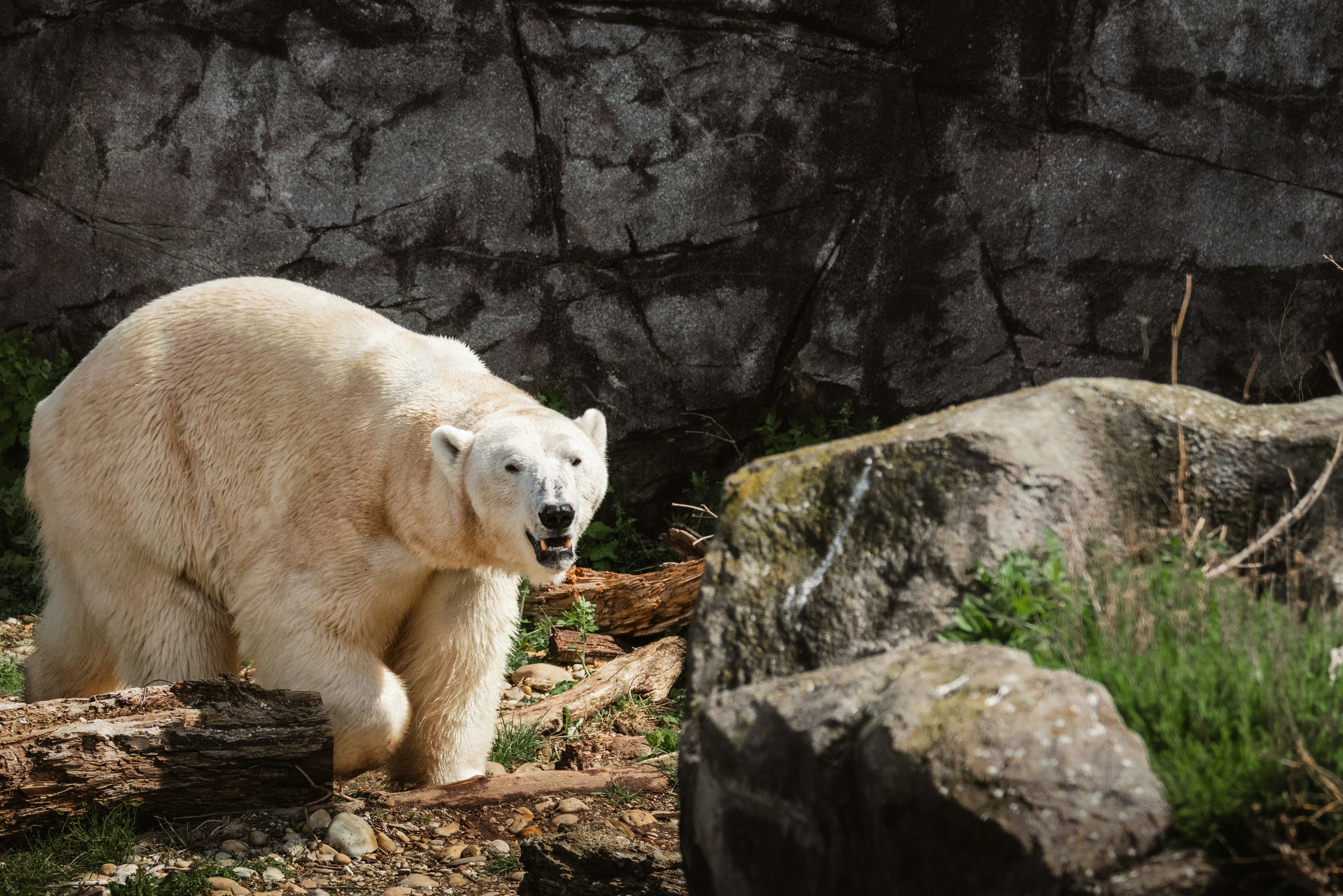 Polar Bear Pausing on a Log Beneath a Rocky Crest