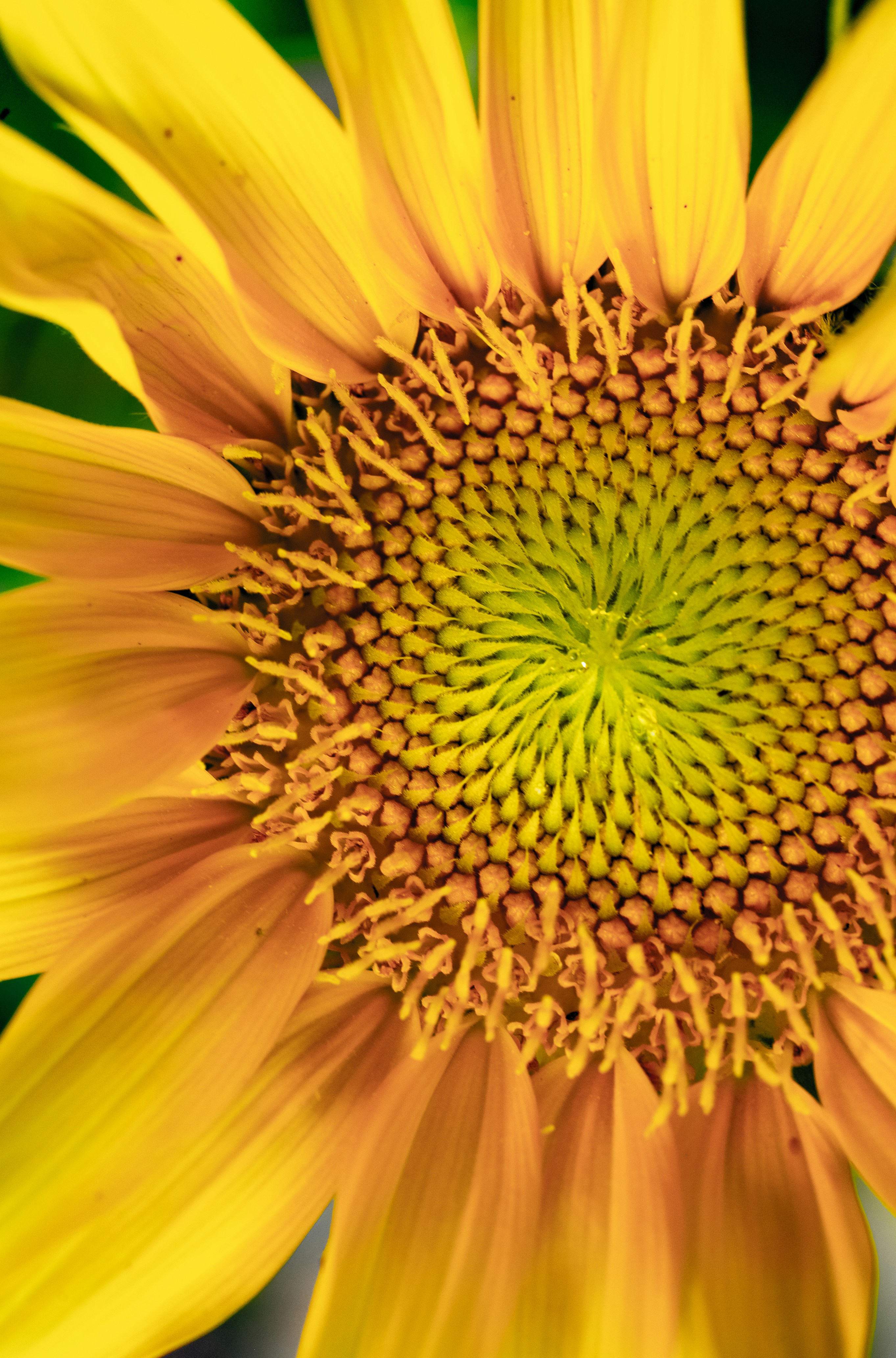 Golden Spiral: A Sunflower’s Radiant Macro Moment