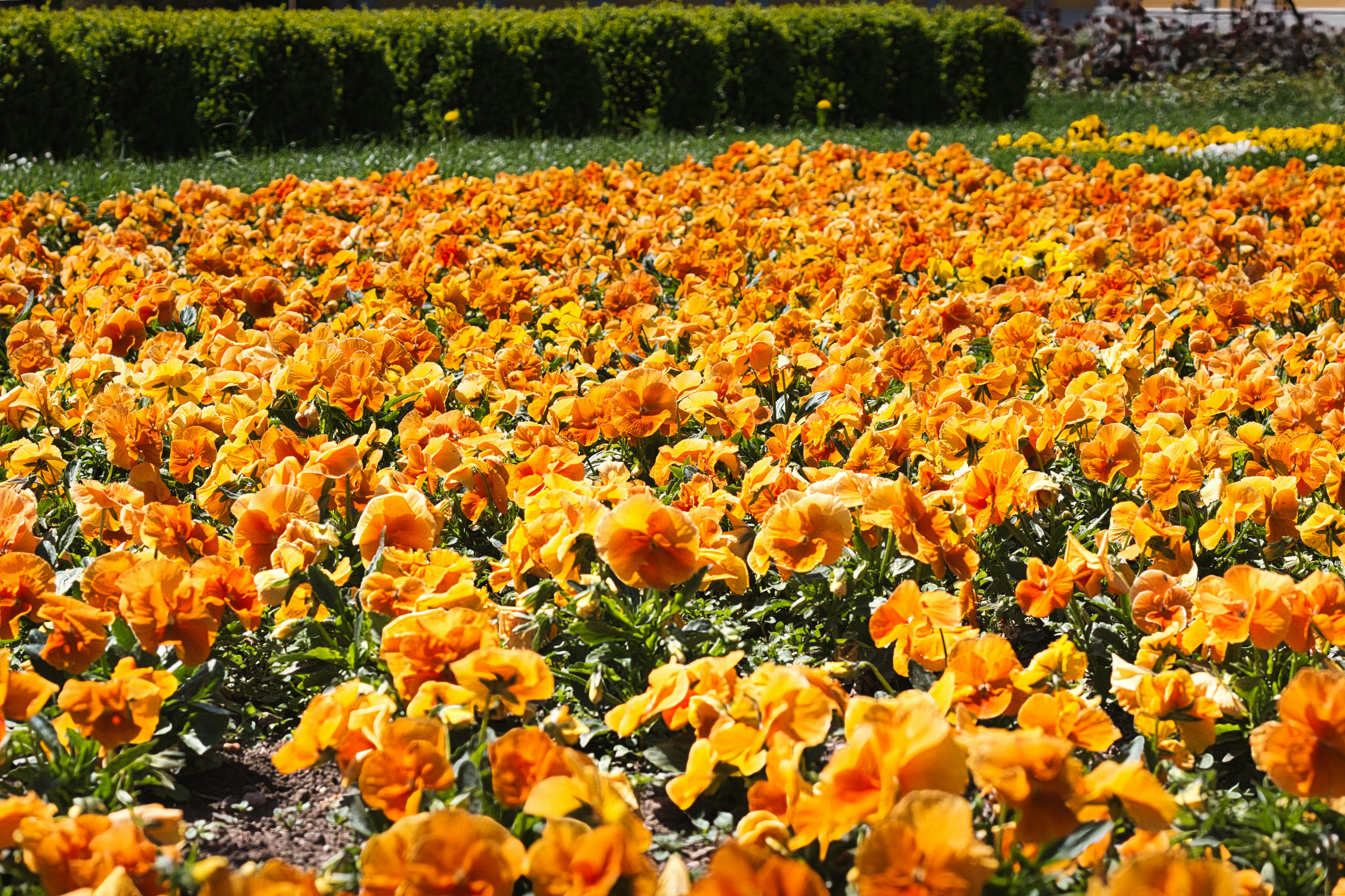 Golden Field of Orange Blooms Under Bright Summer Sky