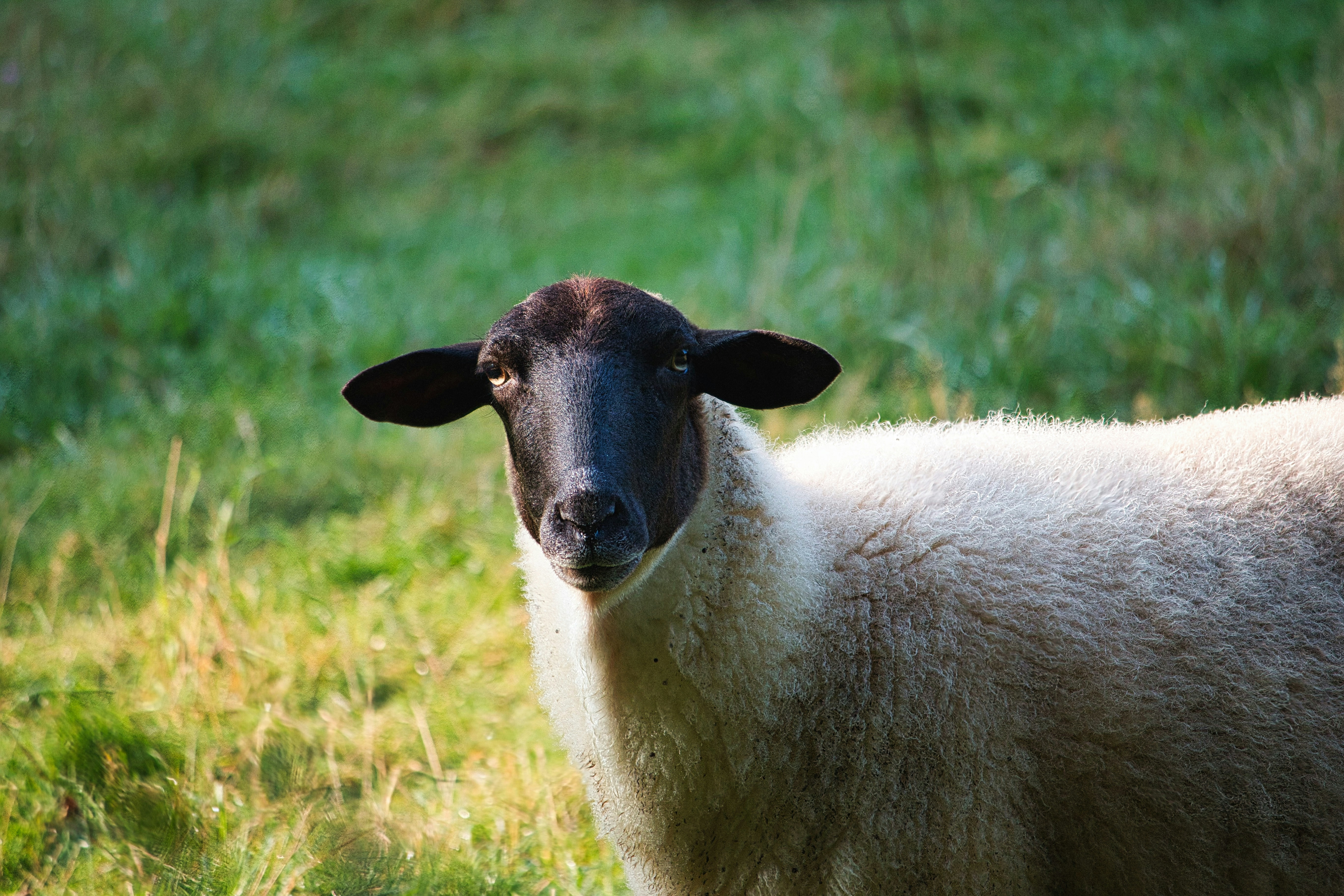 Pasture Portrait: A Sheep’s Stare Against Sunlit Grass