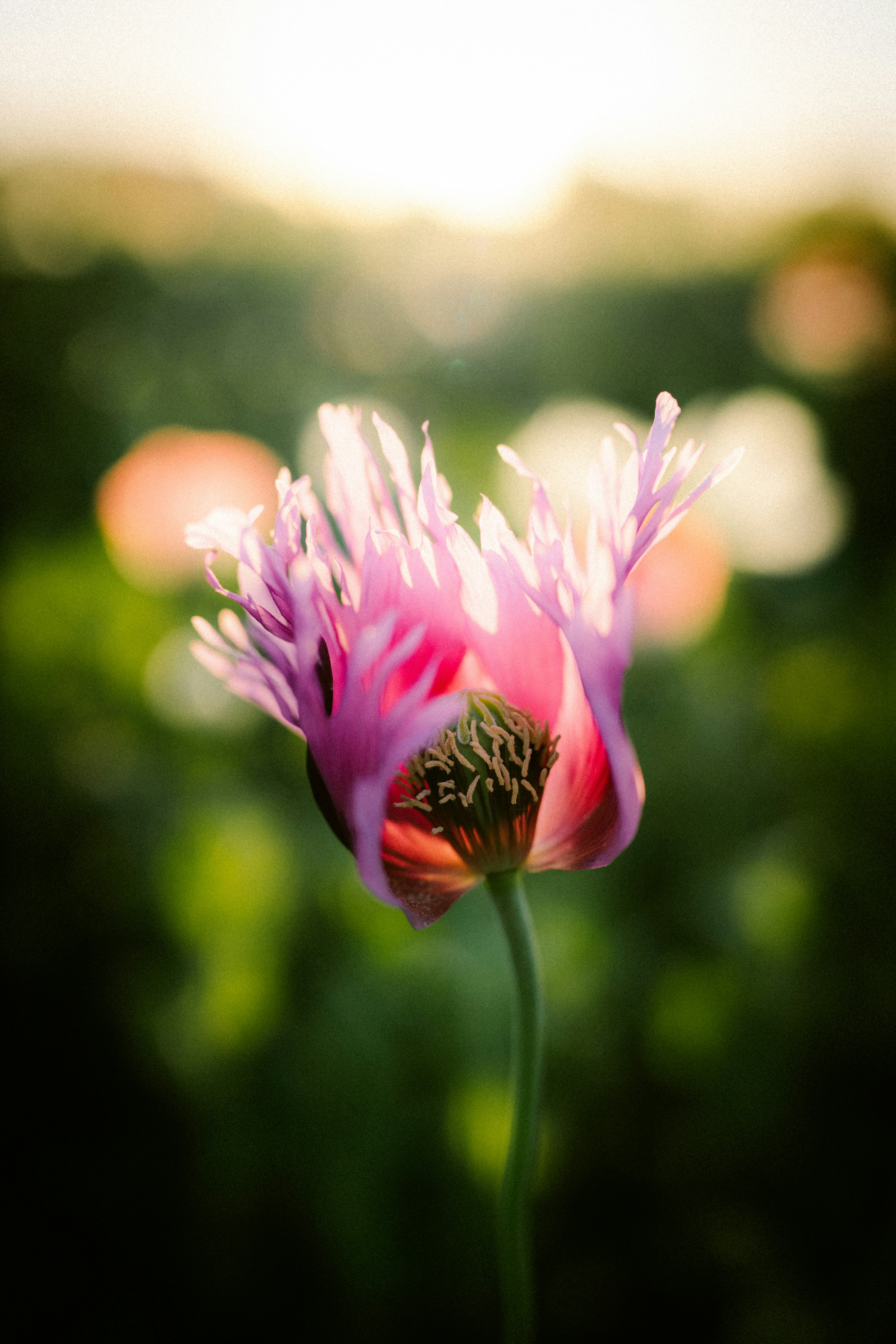 Bloom Under the Evening Glow: A Close-Up of the Fringe-Edged Tulip