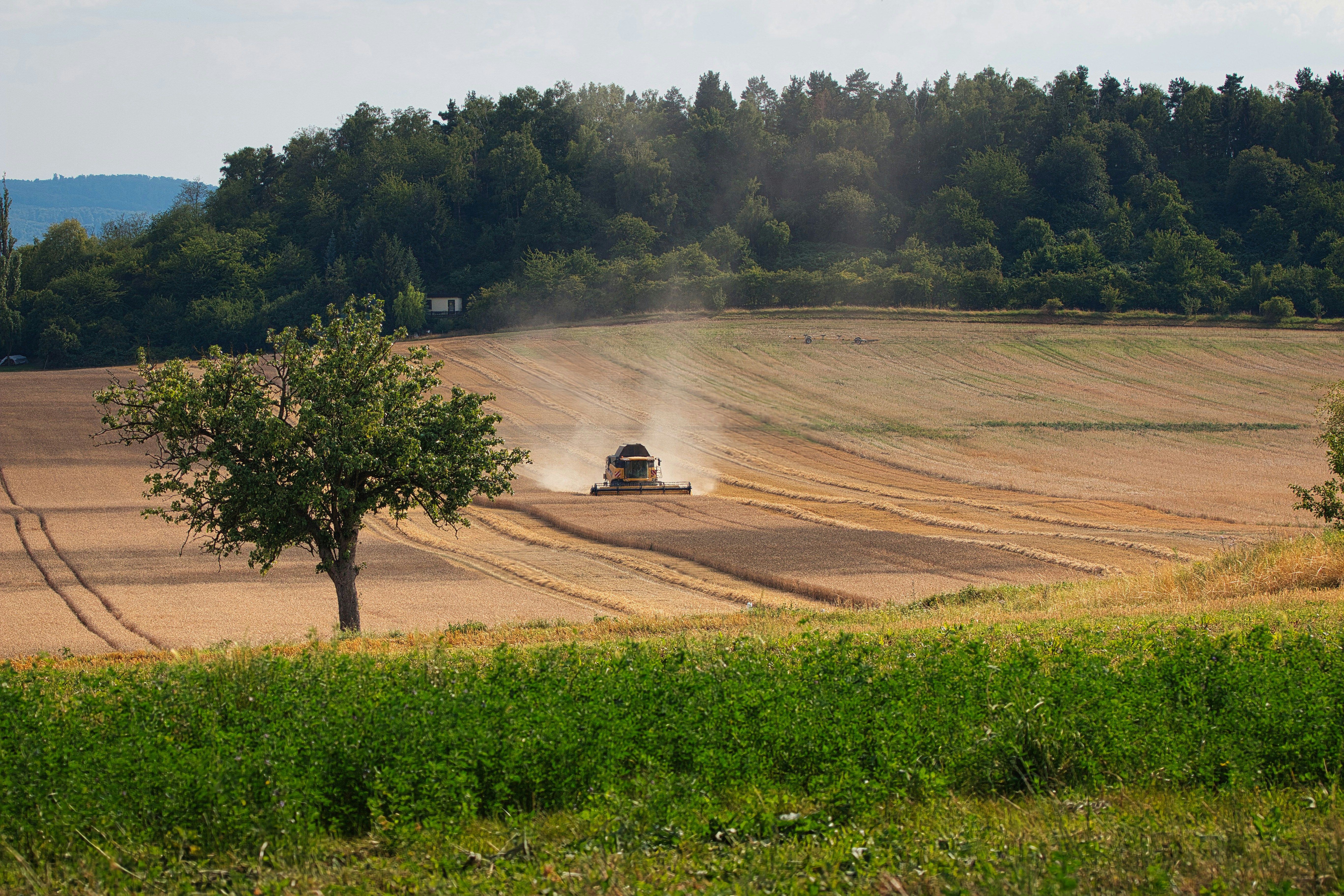 A rural field with a tractor kicking up dust under a hazy sky; a solitary tree frames the foreground while a distant combine works across the golden harvest. This landscape captures moden farming in motion.