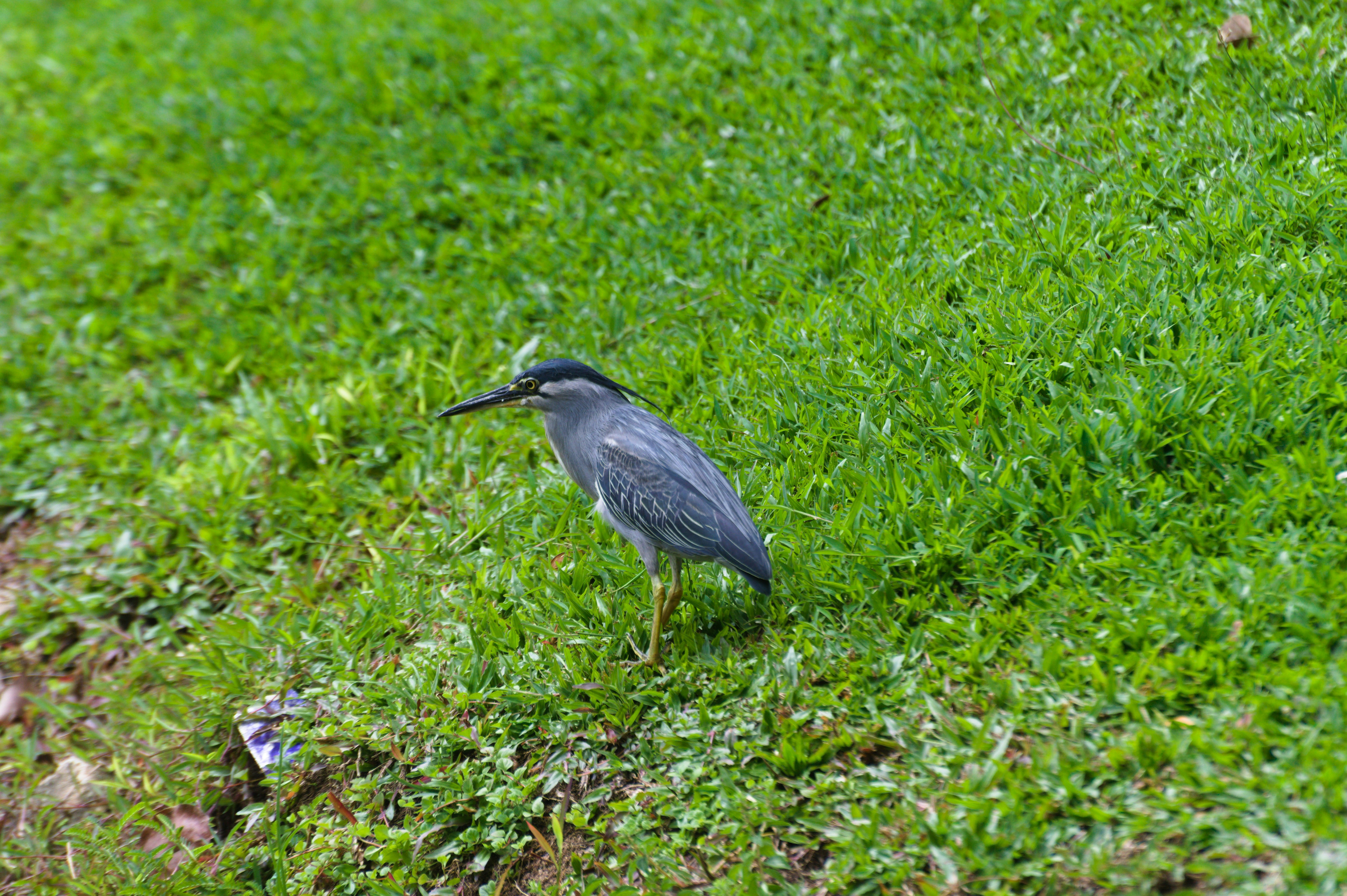 Heron on the Green: A Quiet Shoreline Moment