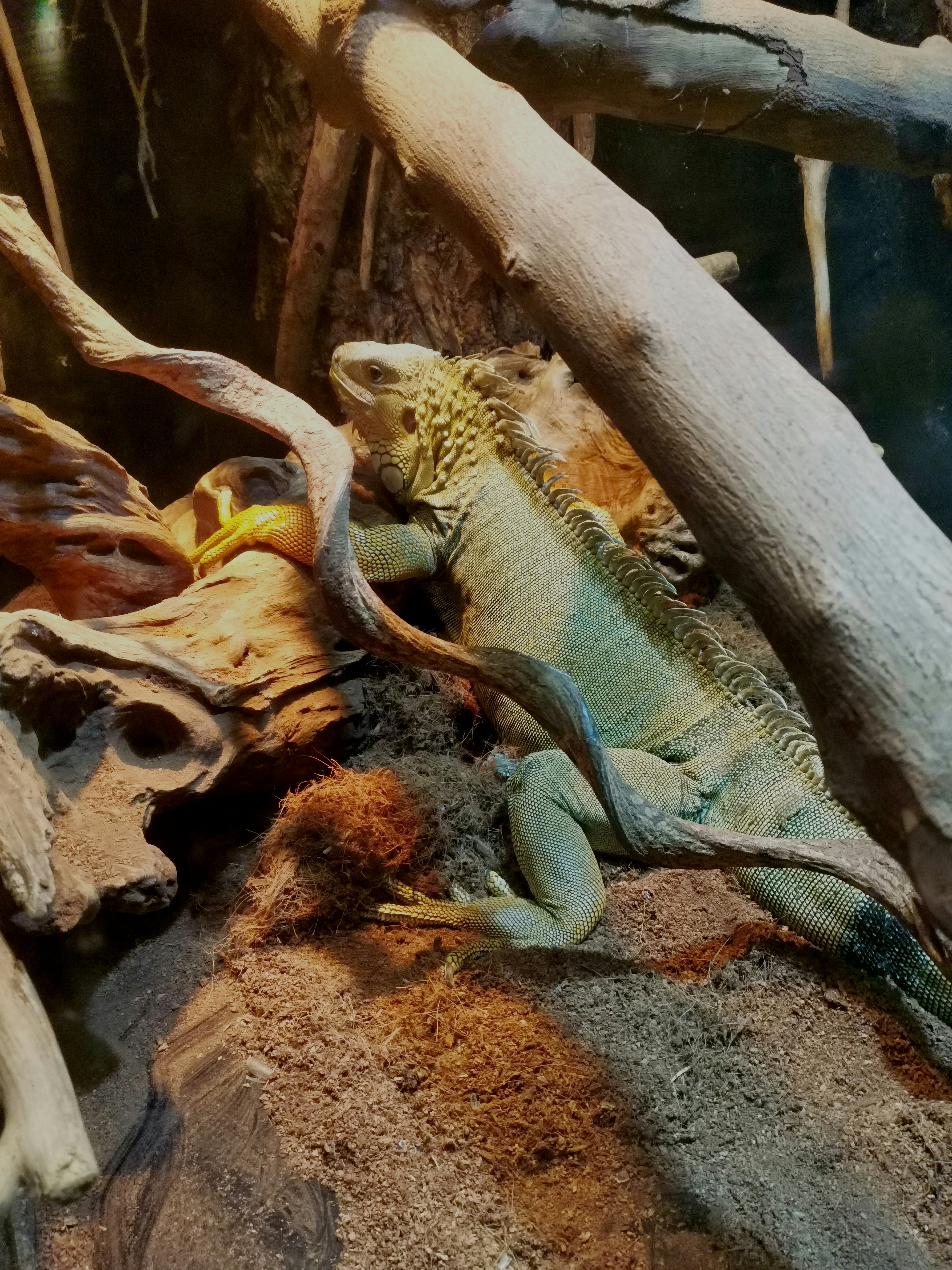 Green Iguana Climbs a Sunlit Driftwood-Laden Habitat