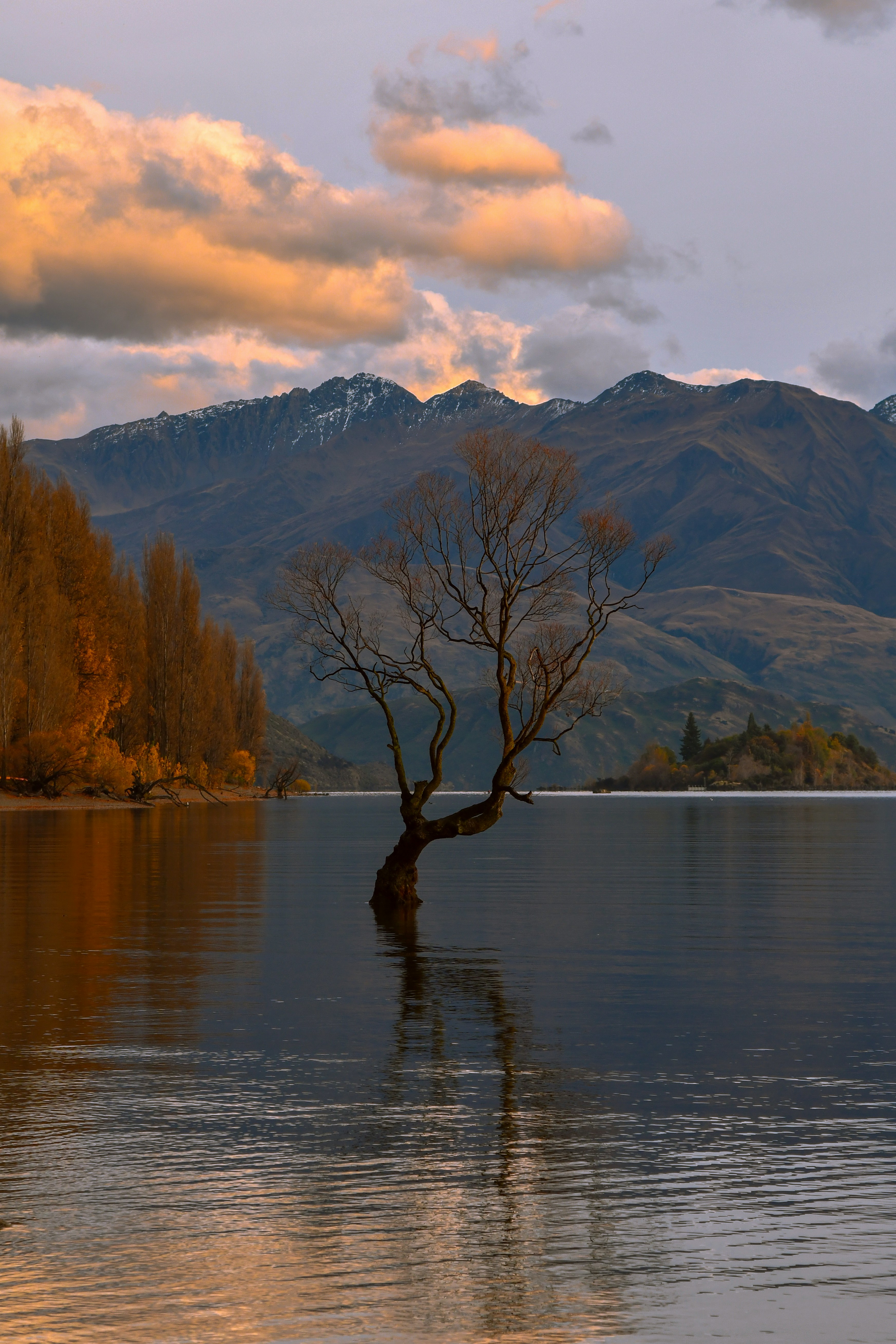Lone Tree in Calm Lake at Dusk