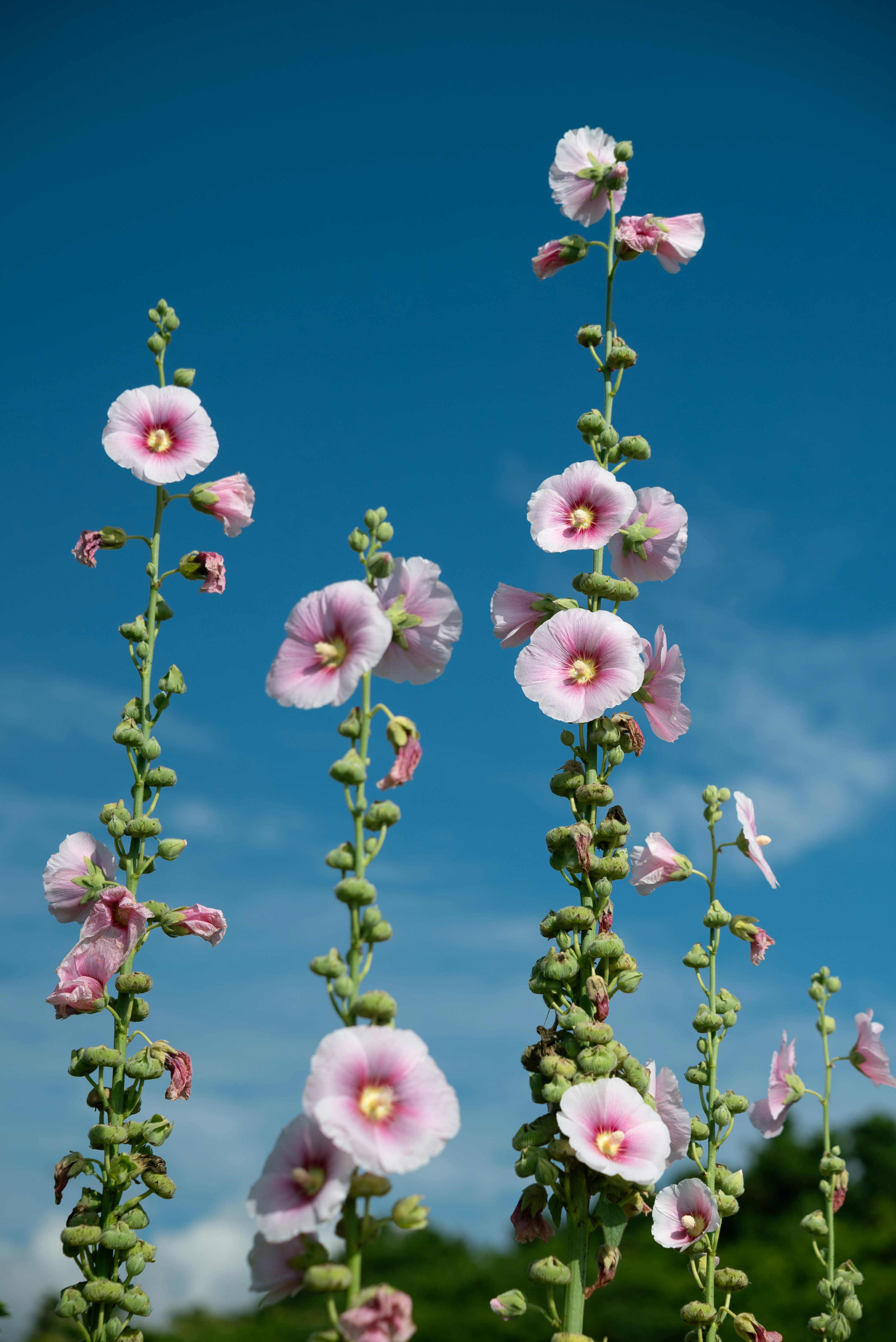 Floral Skyline: Pink Morning Bloom Reaching Toward the Blue