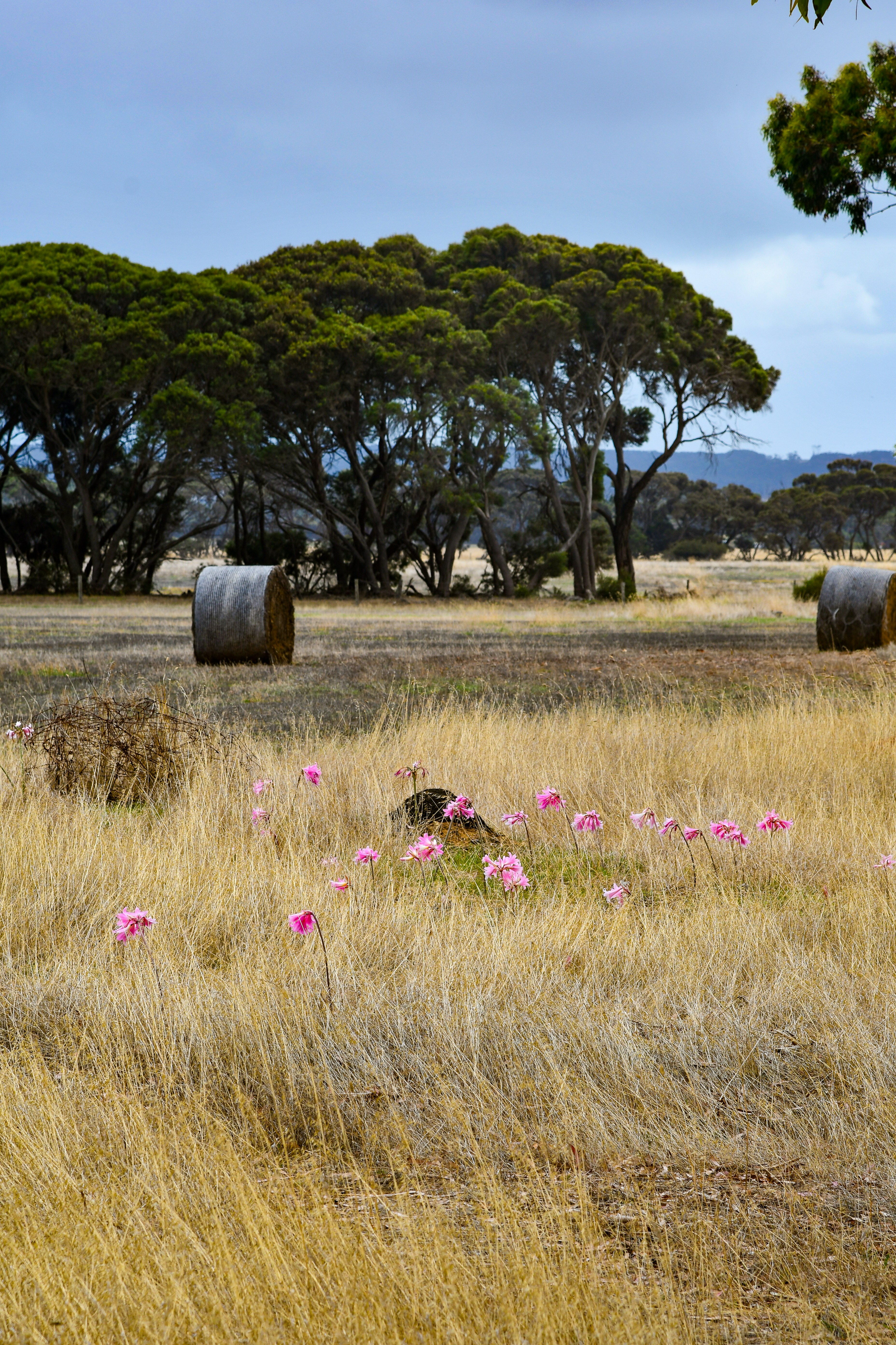 Meadow of Pink Blooms and Hay Bales Under a Tree-Cilled Horizon