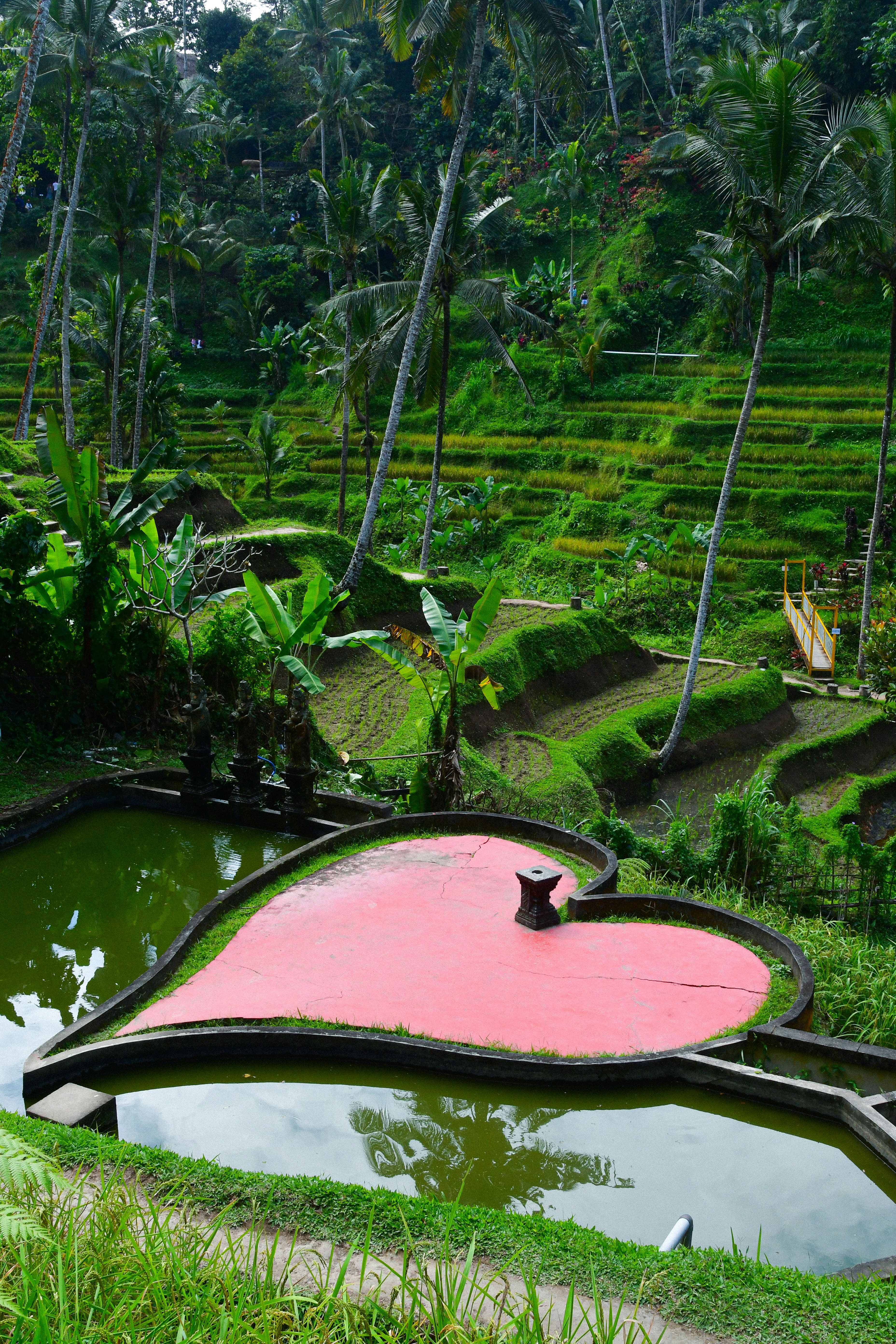 Terraced Green Mosaic Absorbing a Pink Heart Pool