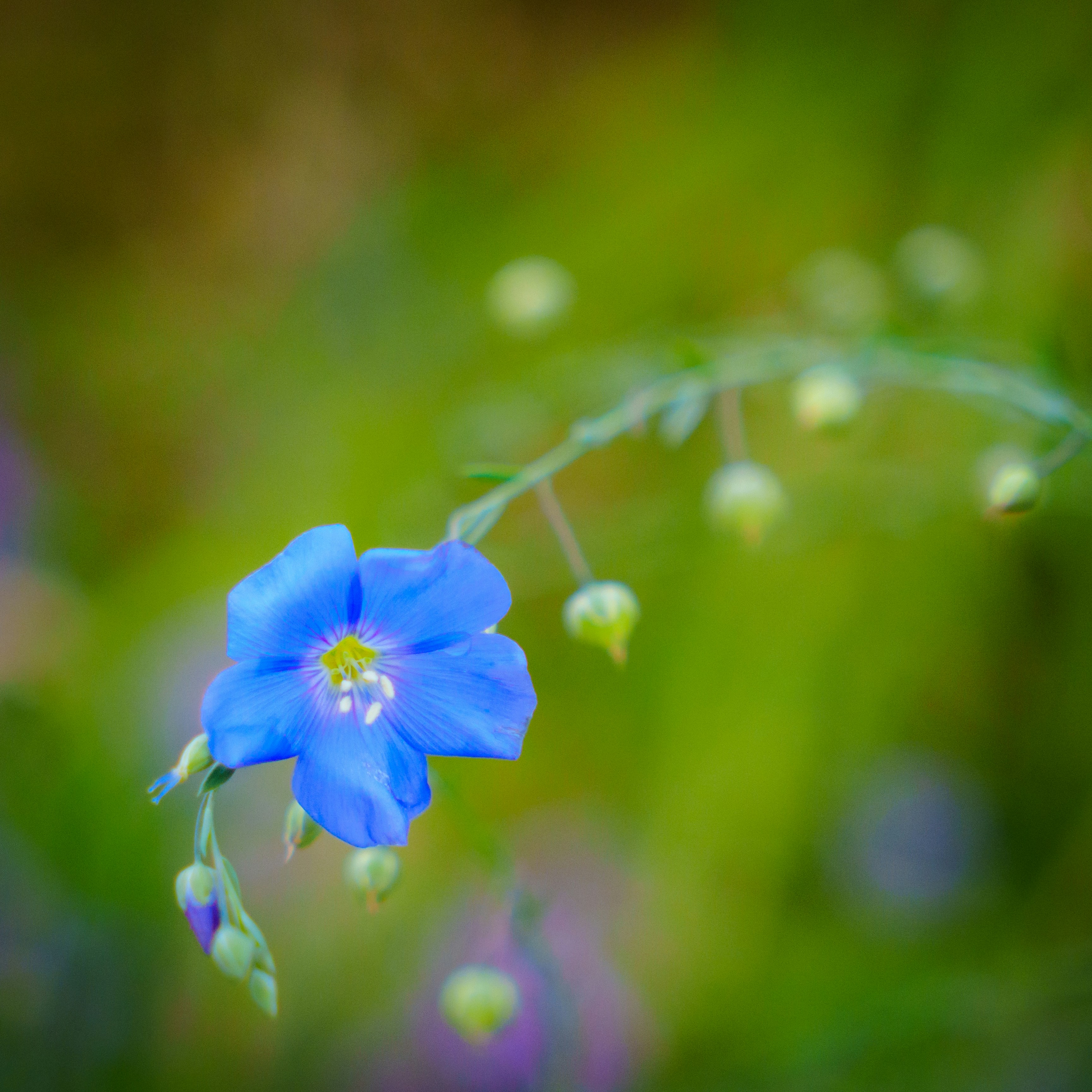 Vibrant blue flower with delicate petals set against a blurred green background, emphasizing the single bloom as the focal point. This is a natural botanical photograph.