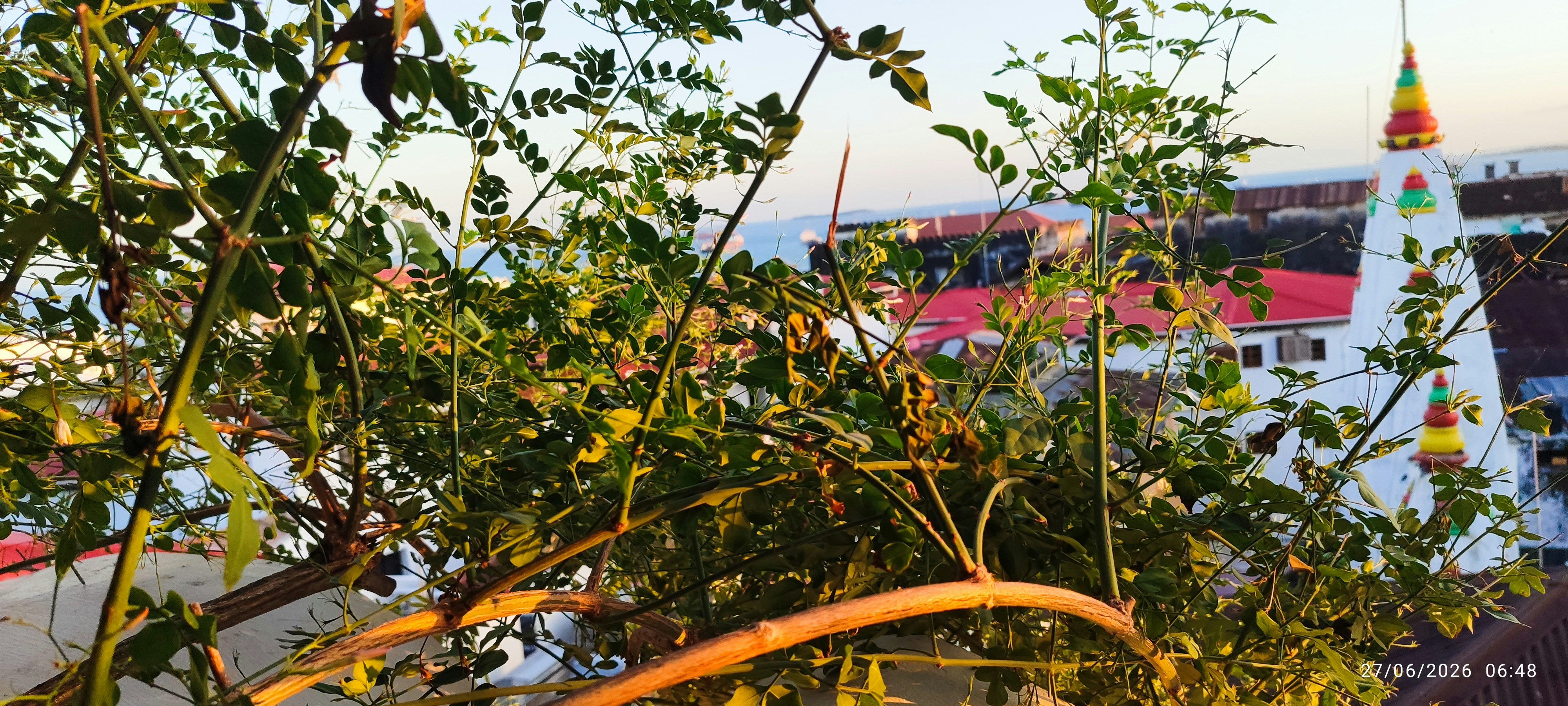 Branches Framing a Quiet Rooftop View at Dusk