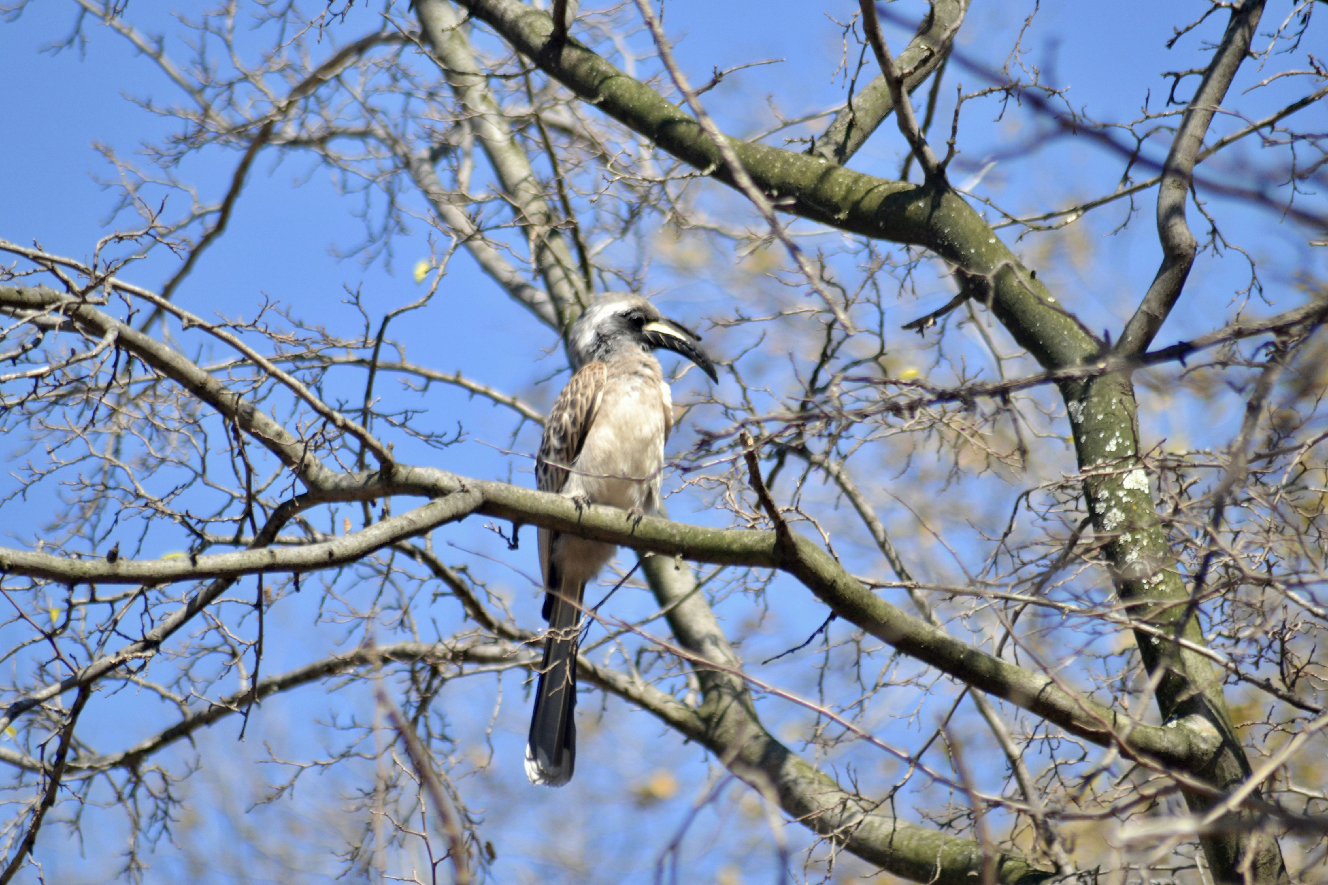Perched Mystery: A Hooded Crow Sees the Sky