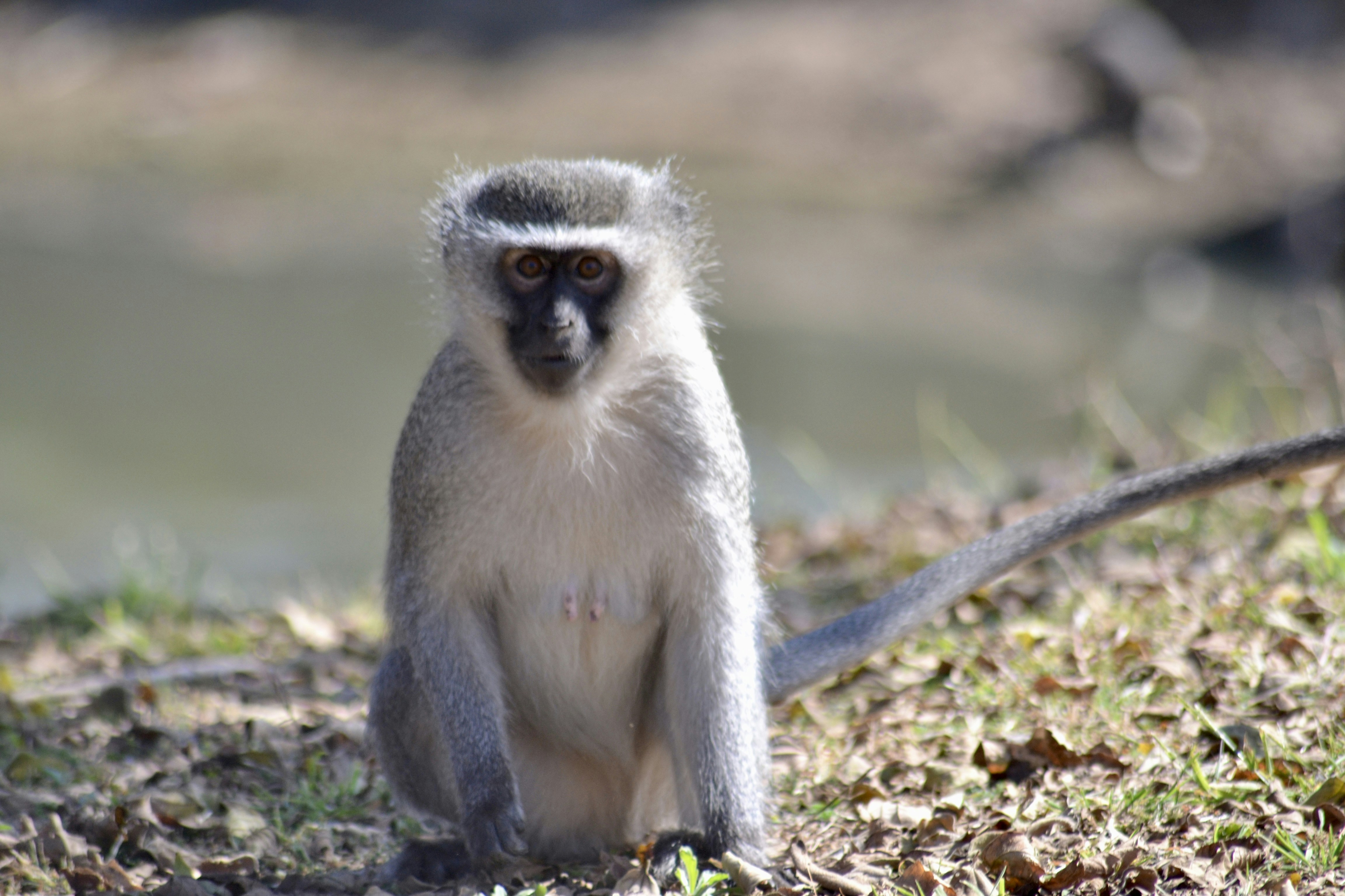 Curious Verdugo: A small monkey in sunlit bankside