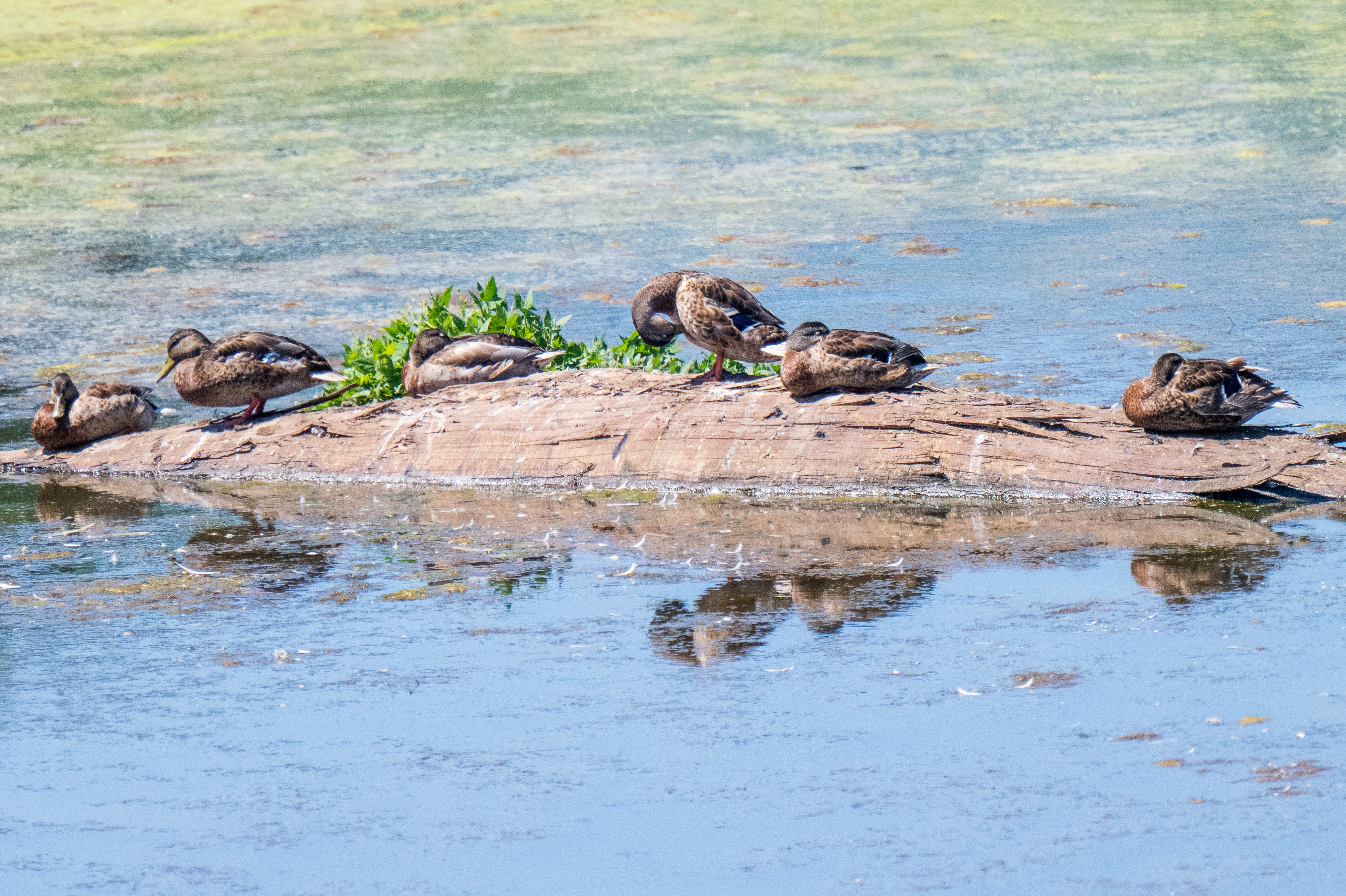 Resting on a Sunlit Island: A Row of Pelicans in Quiet Reflection