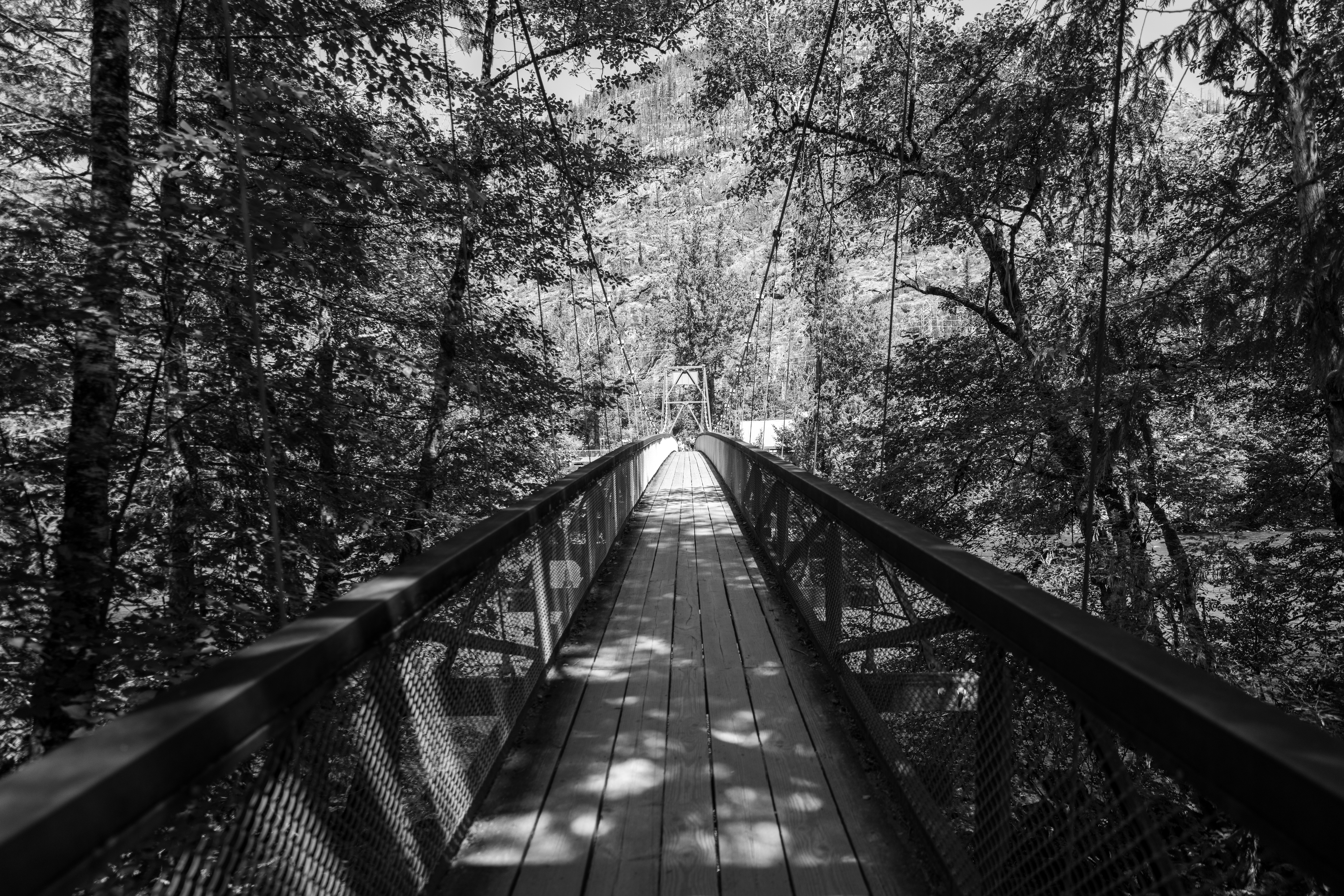 Bridge to the Light: A Monochrome Walk Through a Forest Corridor