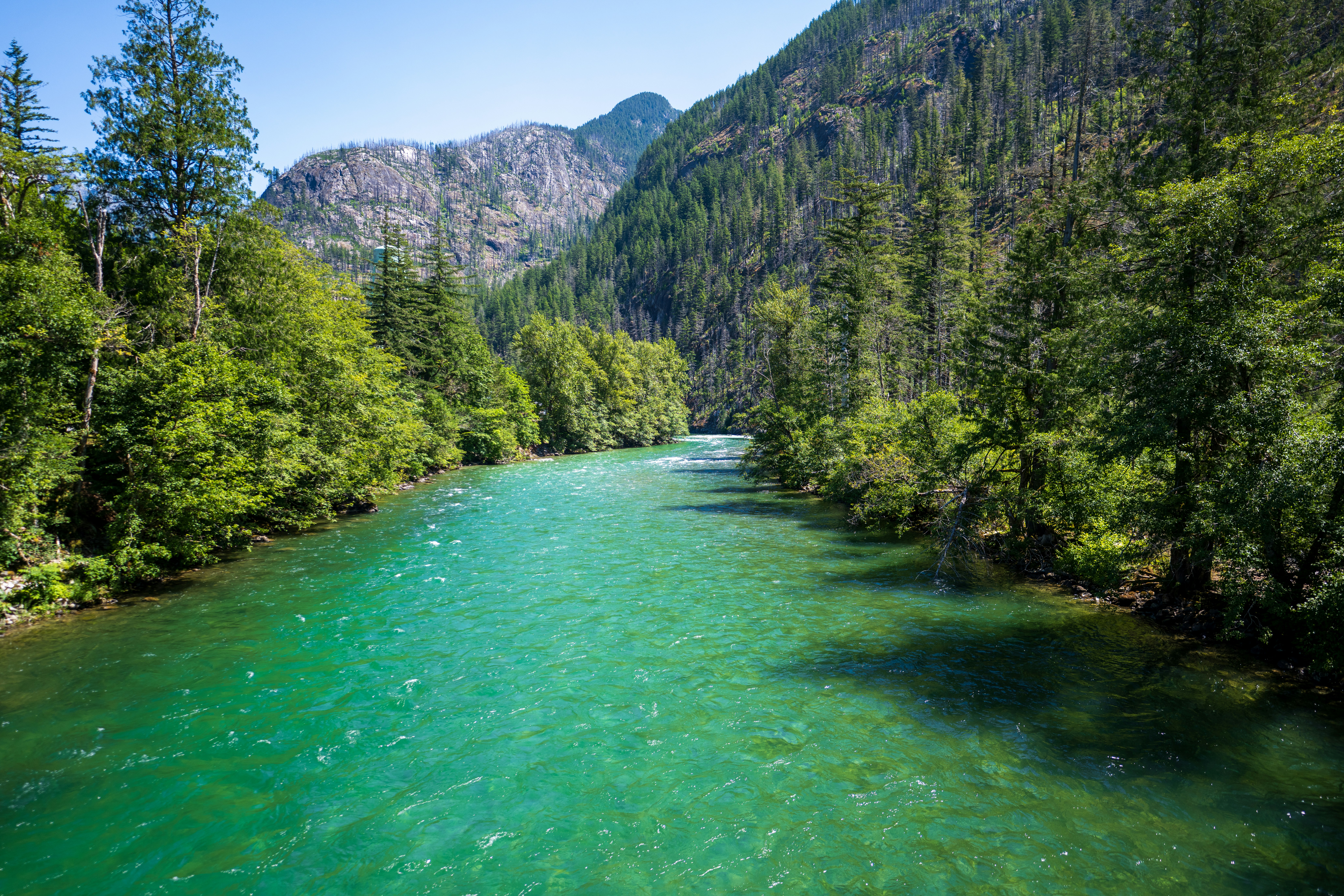 Vivid Emerald River Meandering Through Alpine Pines
