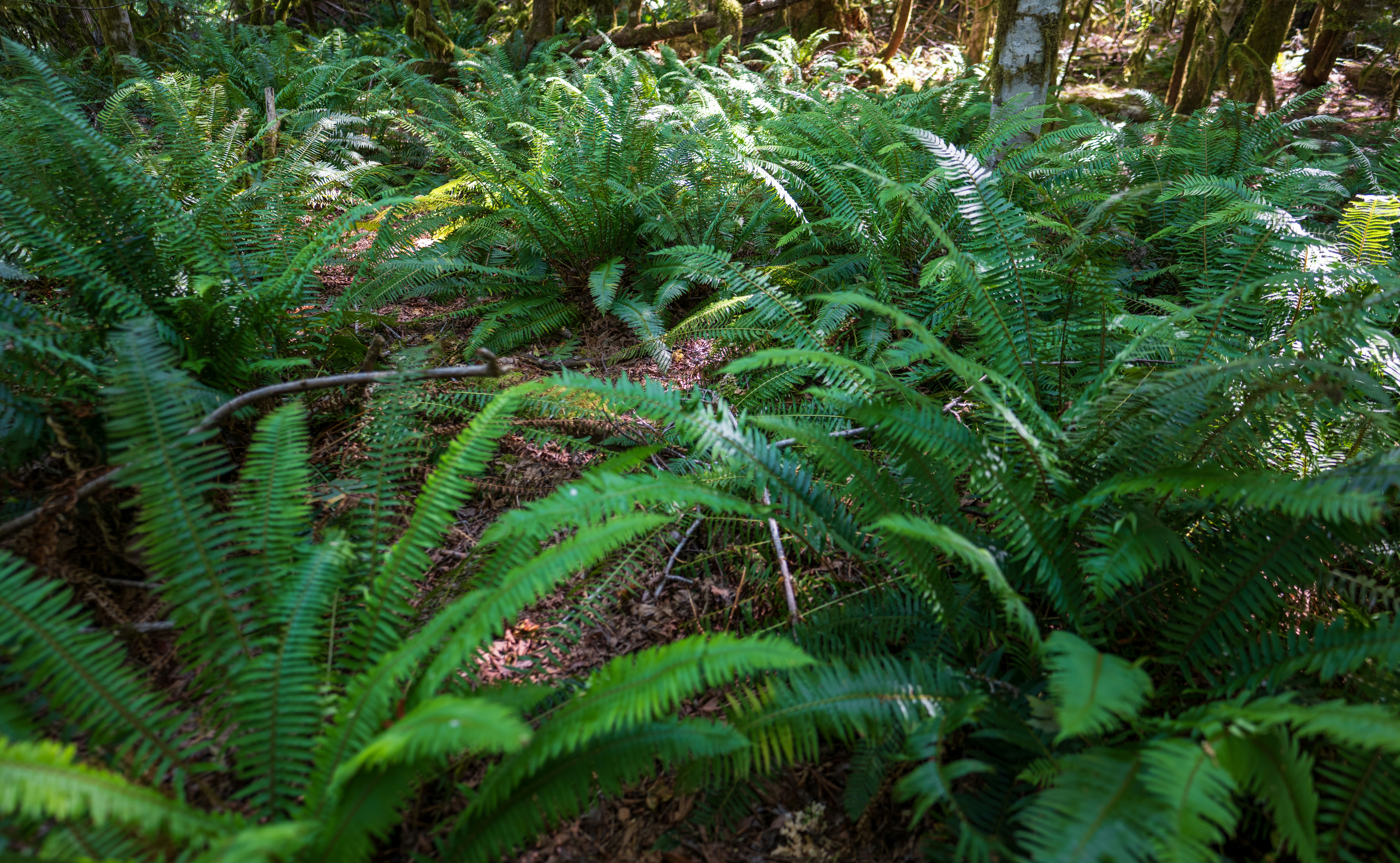 Emerald Ferns in Sunlit Fern-Grove