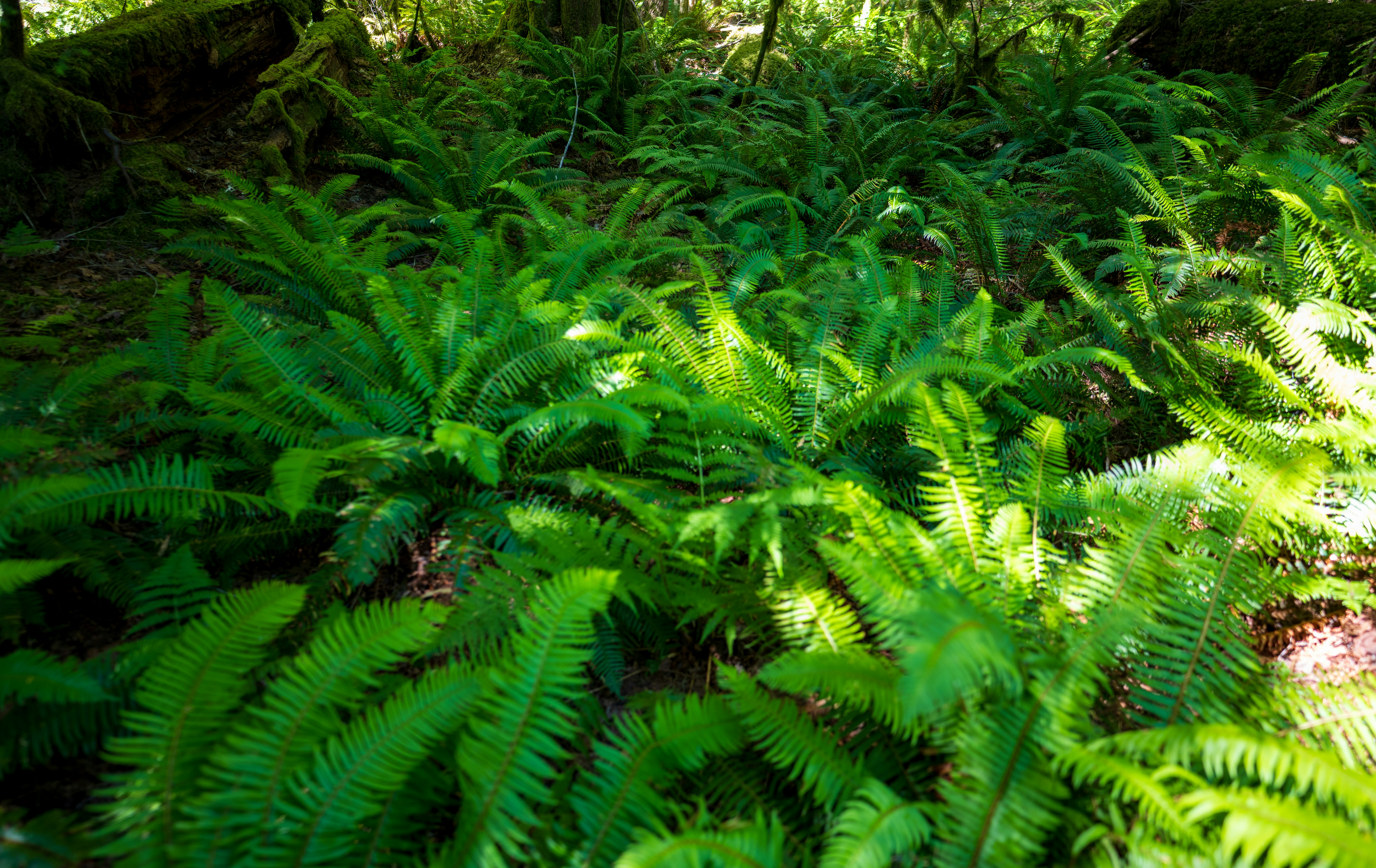 Forest Fern Canopy Under Dappled Light