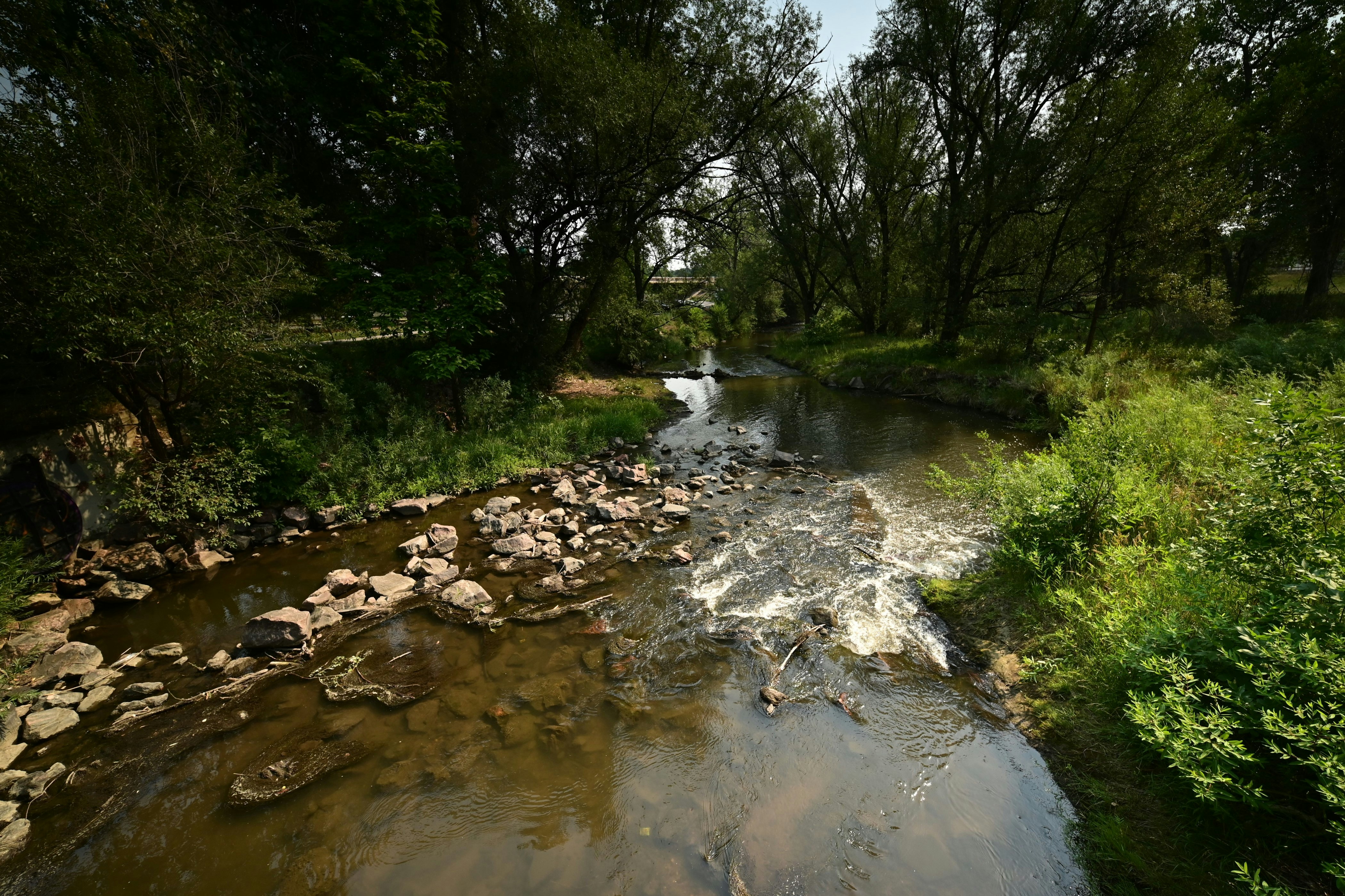 Stream over Stones: A Quiet Bend Through Dappled Light
