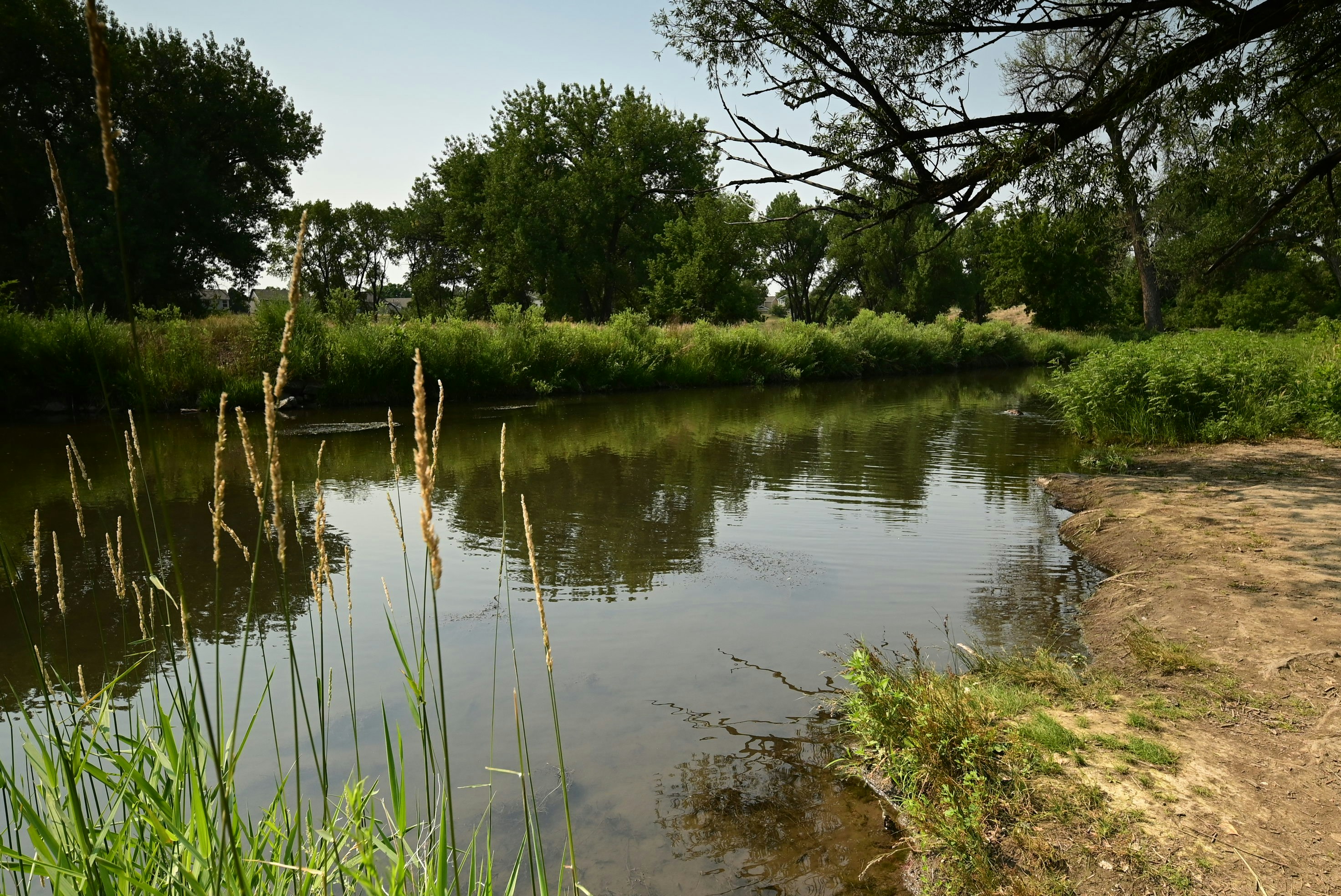 Riverbank Quiet: Reeds at the Edge of the Calm
