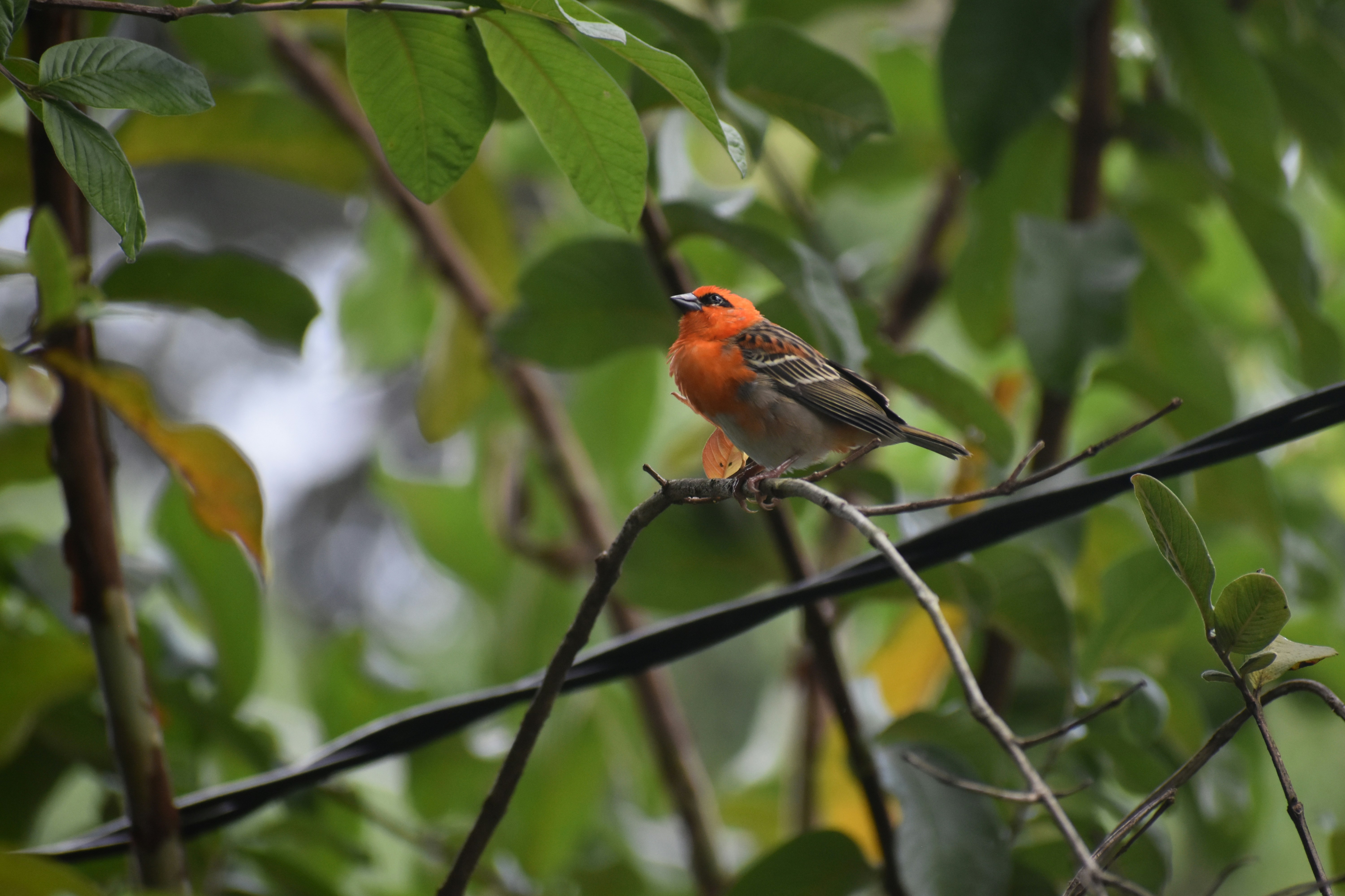 Red Robin on a Thicket: A Moment of Brightness in Green Canopy