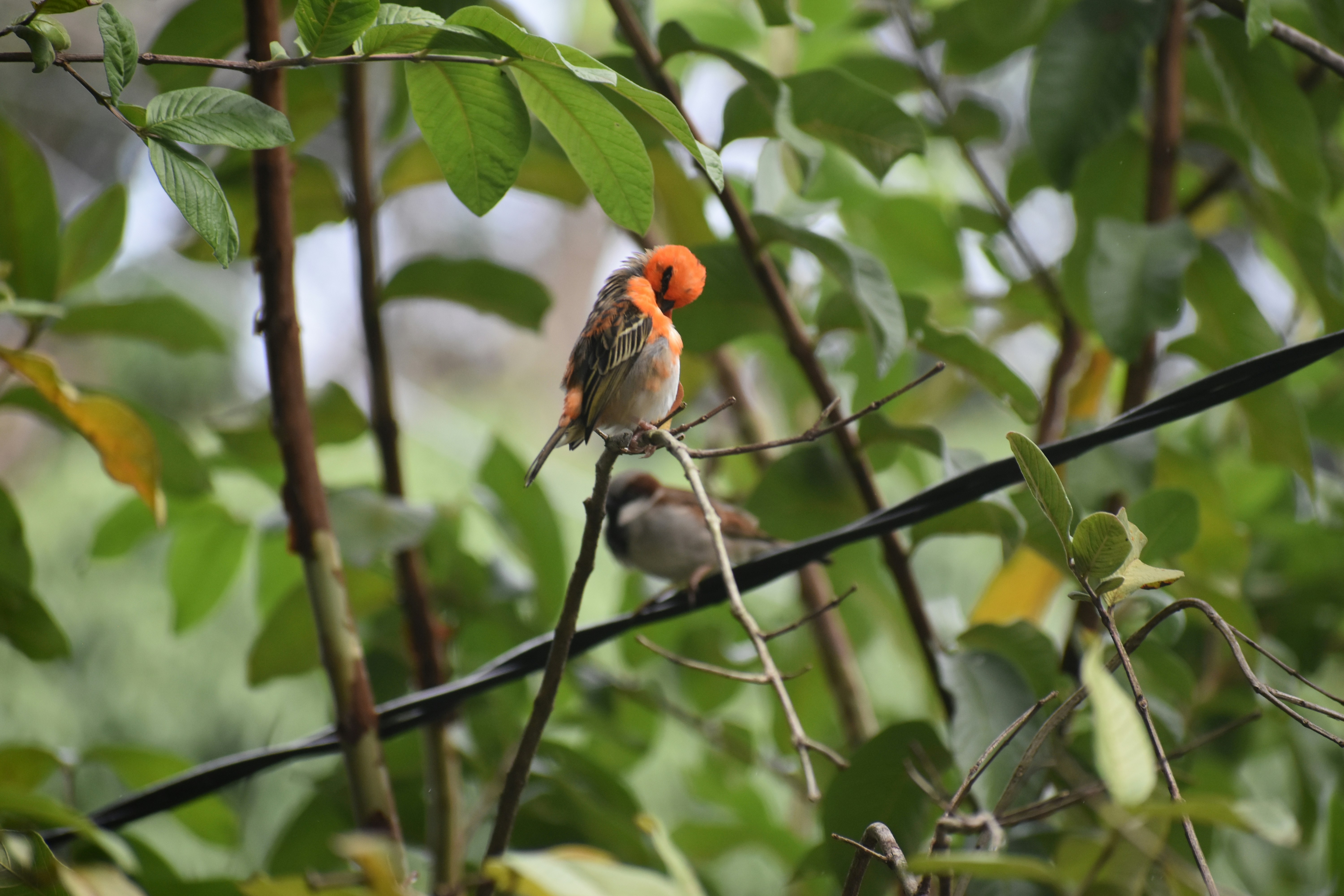 A Red-crested Snapshot: Bird Perched Amid Green Veil