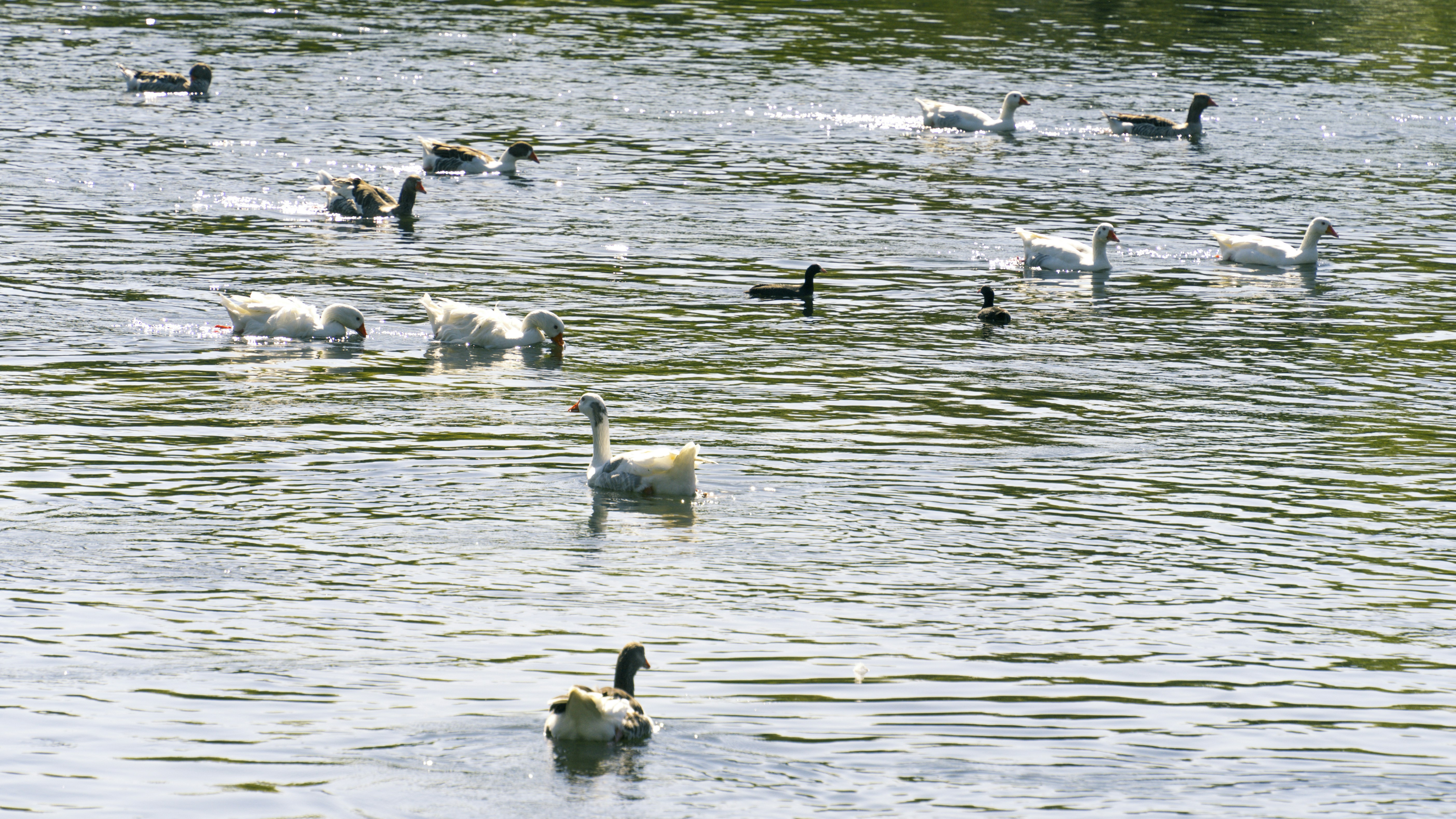 A Chorus on the Lake: White Birds and Calm Ripples